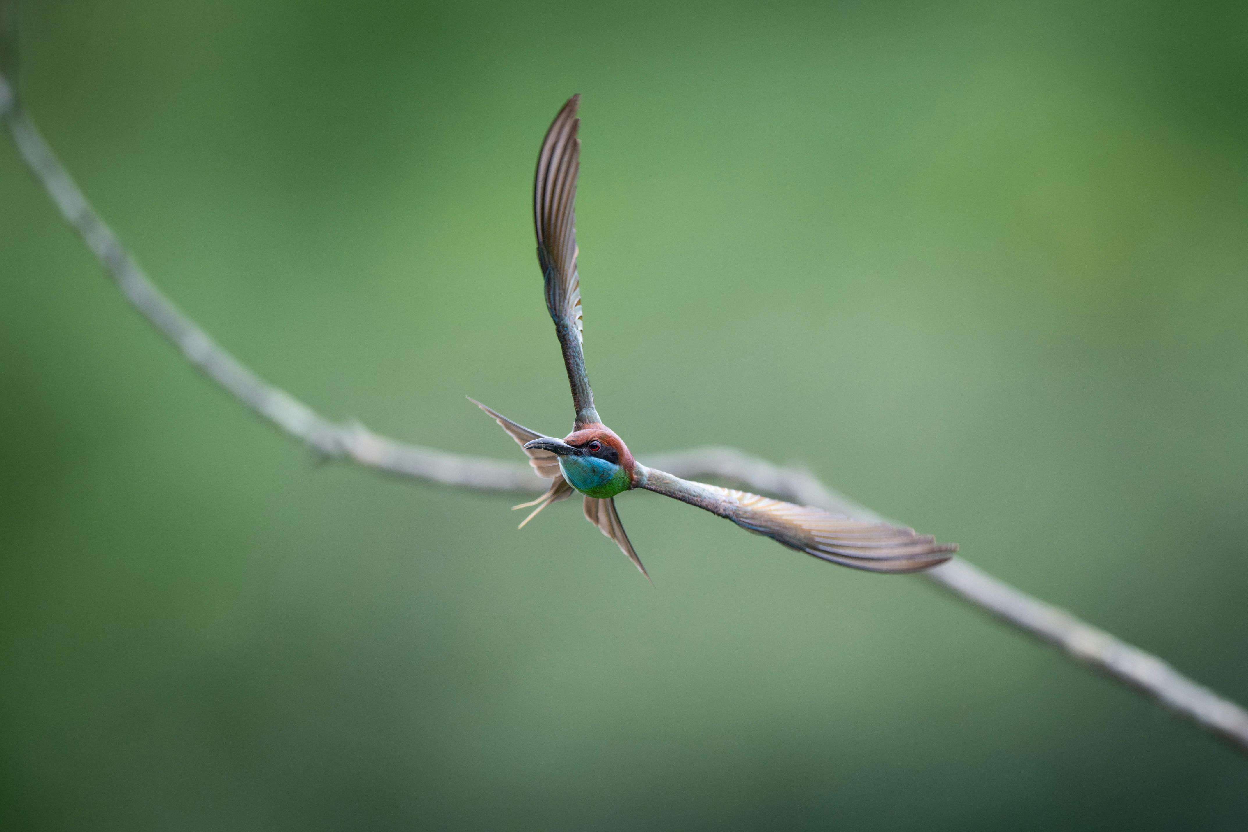 Colorful Bird in Flight on a Branch · Free Stock Photo