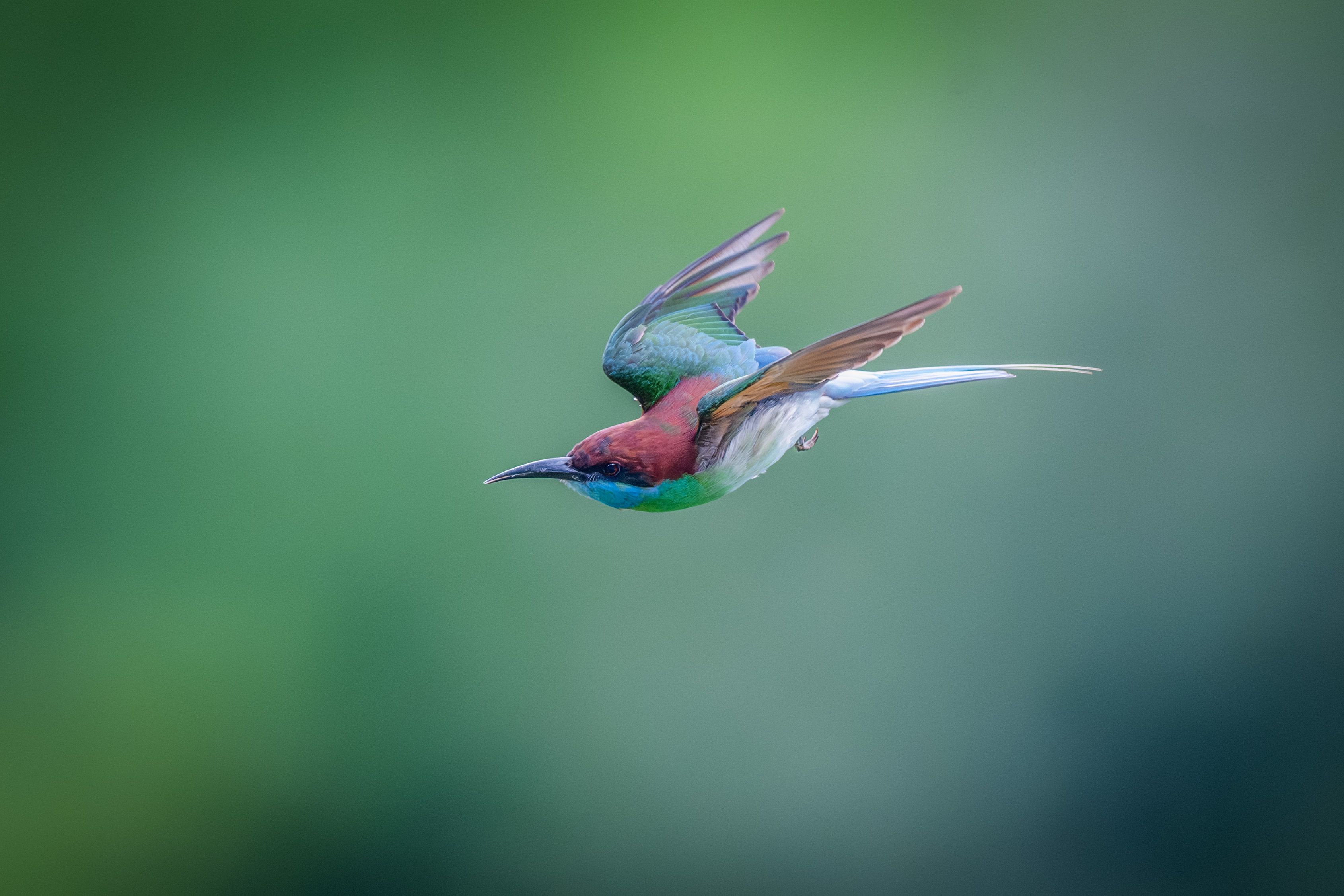 Colorful Bee-eater Bird in Flight against Green Background · Free Stock ...