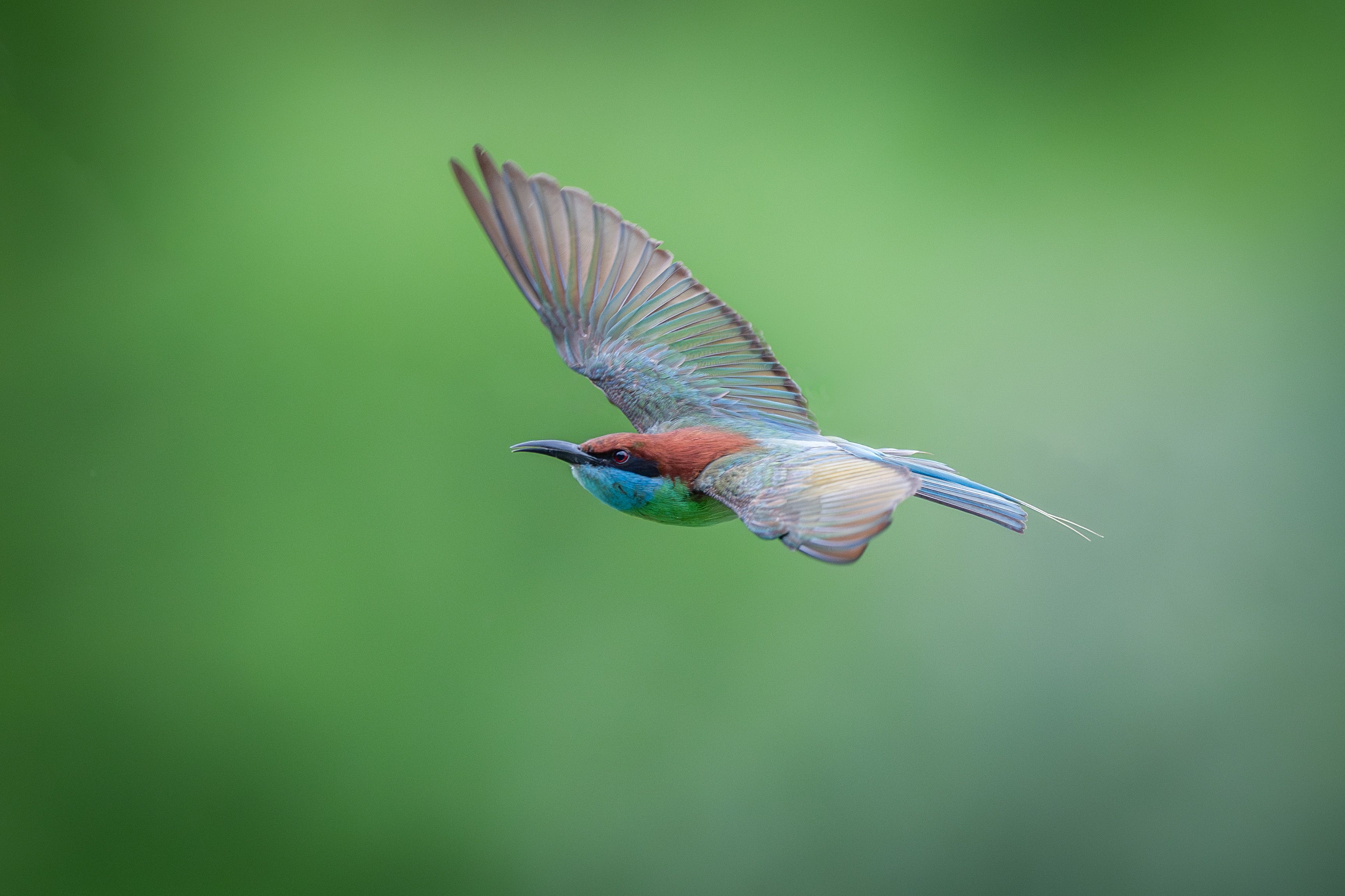 Flying Dollarbird in Lush Green Background · Free Stock Photo