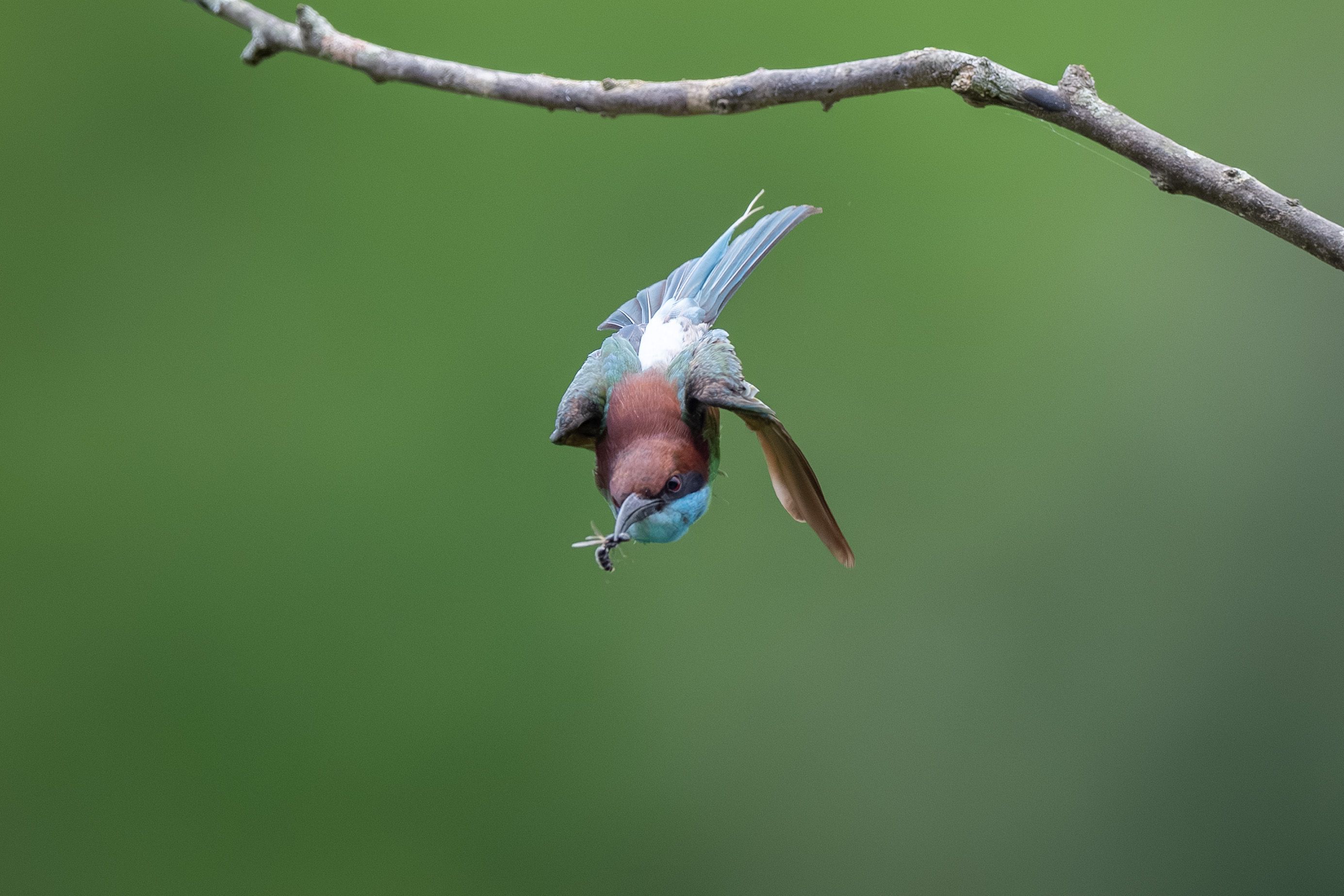 European Roller Bird in Mid-Air with Insect Prey · Free Stock Photo