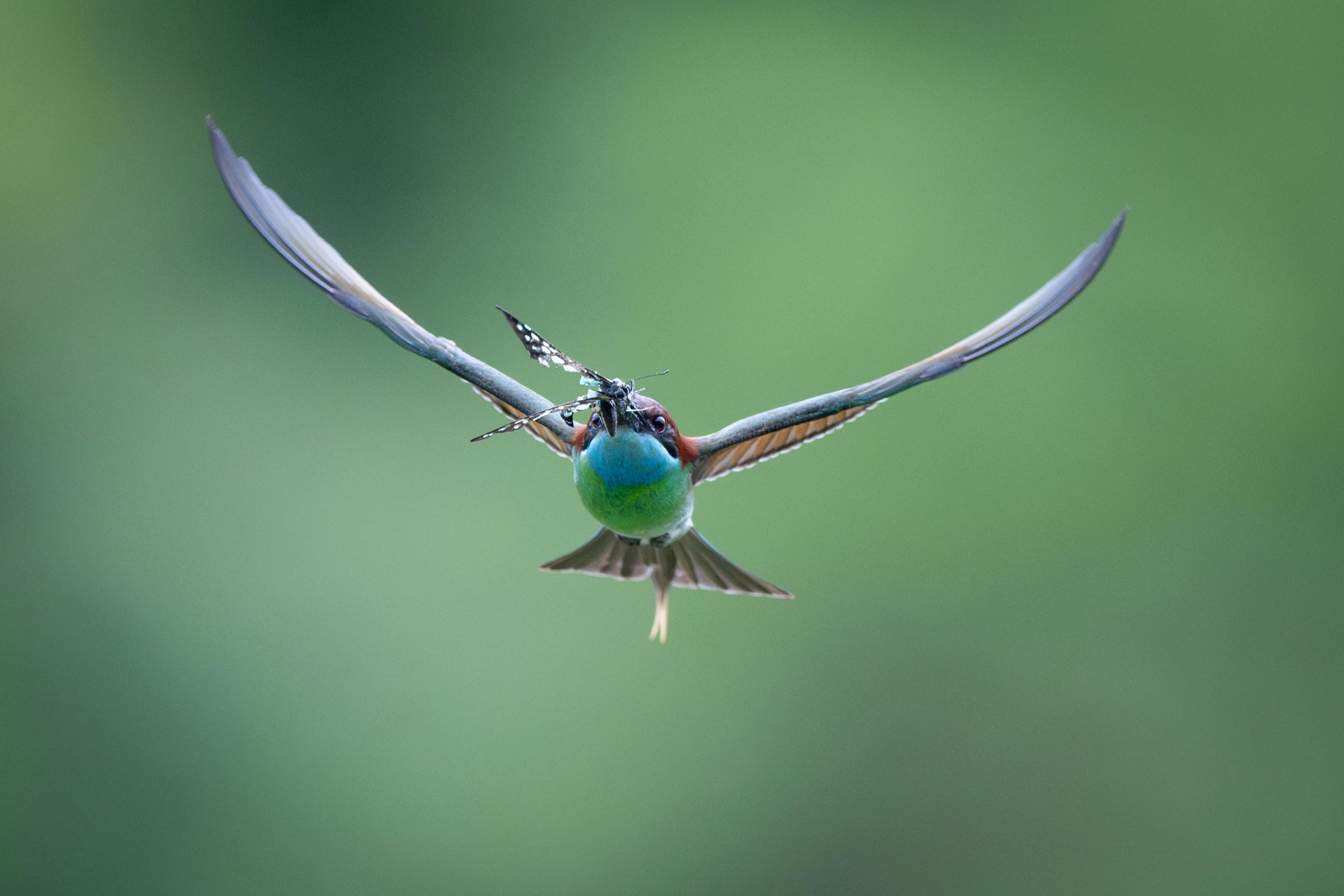 Vibrant Blue-Bellied Bird in Flight with Insect · Free Stock Photo