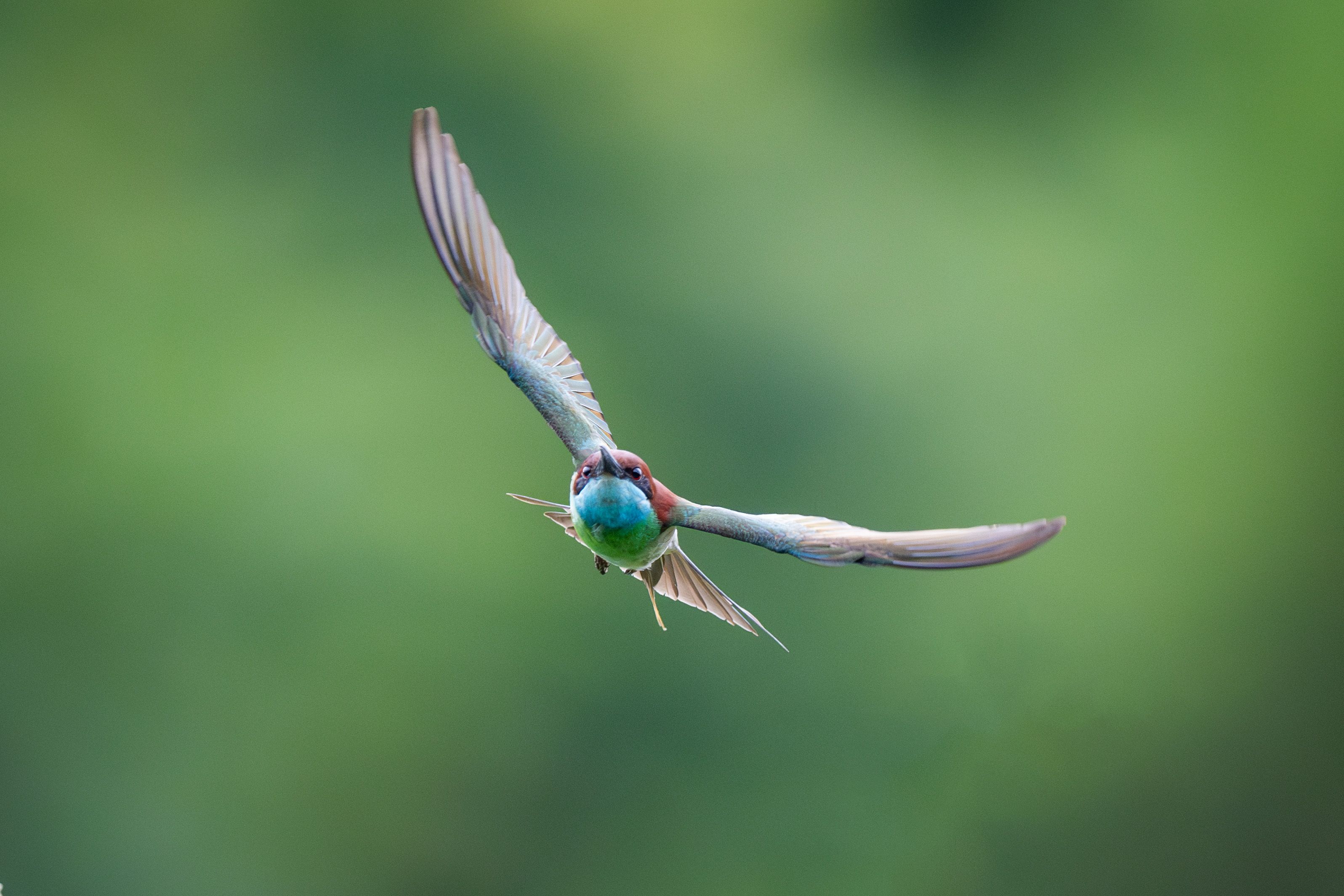 Beauty In Flight Photos, Download The BEST Free Beauty In Flight Stock ...