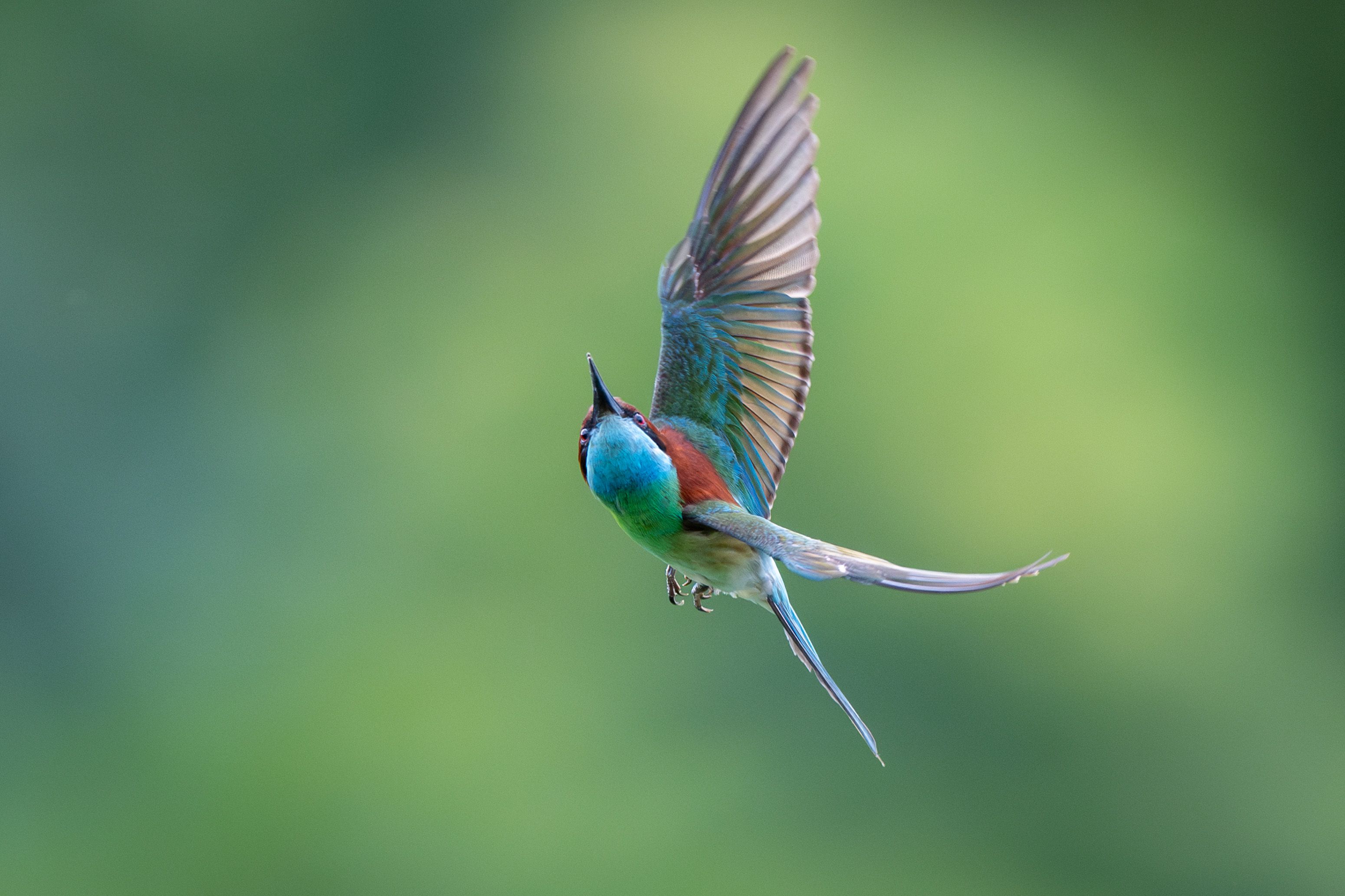 Flying Bird Bird Photos, Download The BEST Free Flying Bird Bird Stock ...