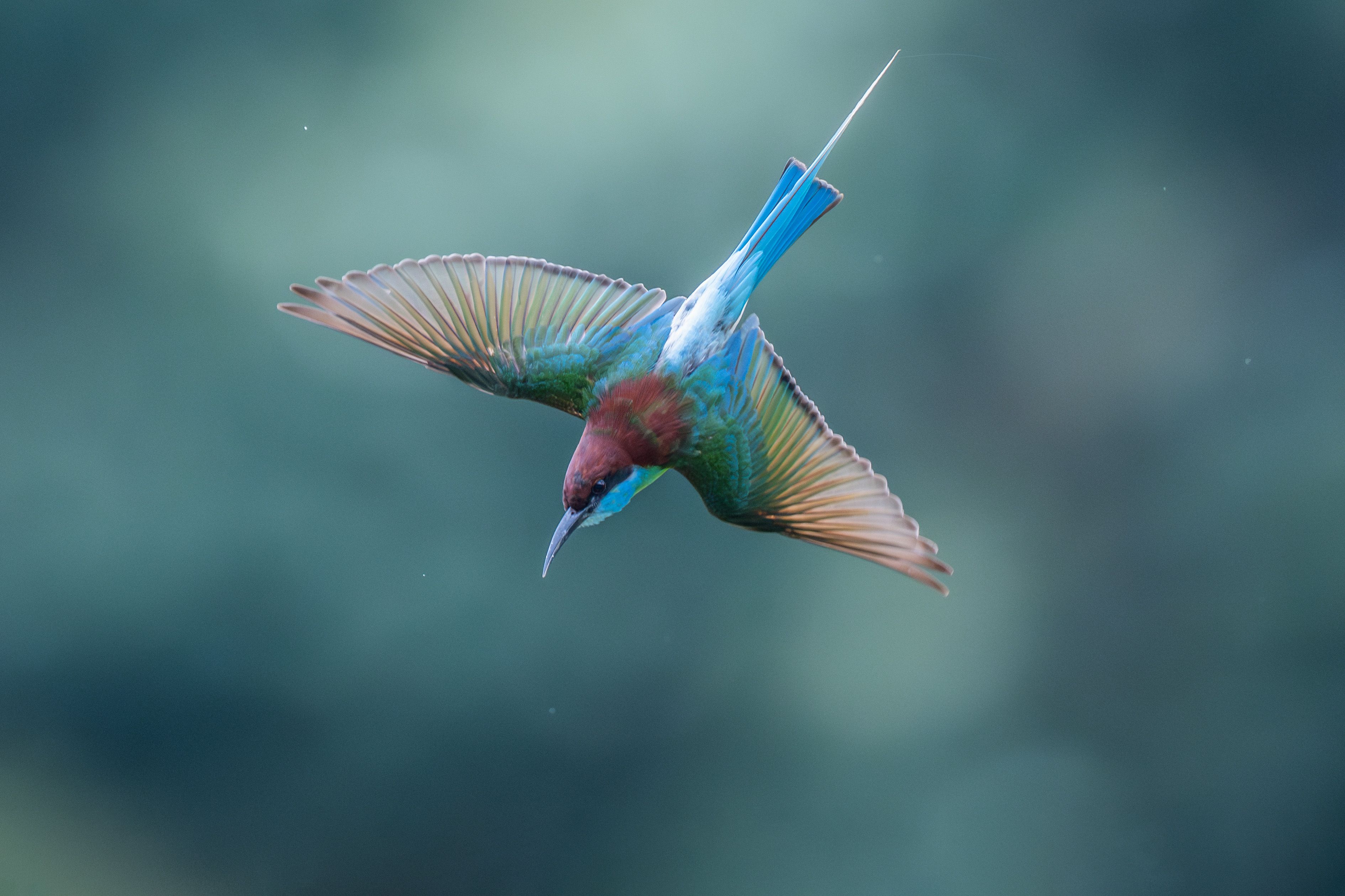 Colorful Bird in Flight Captured Mid-Dive · Free Stock Photo