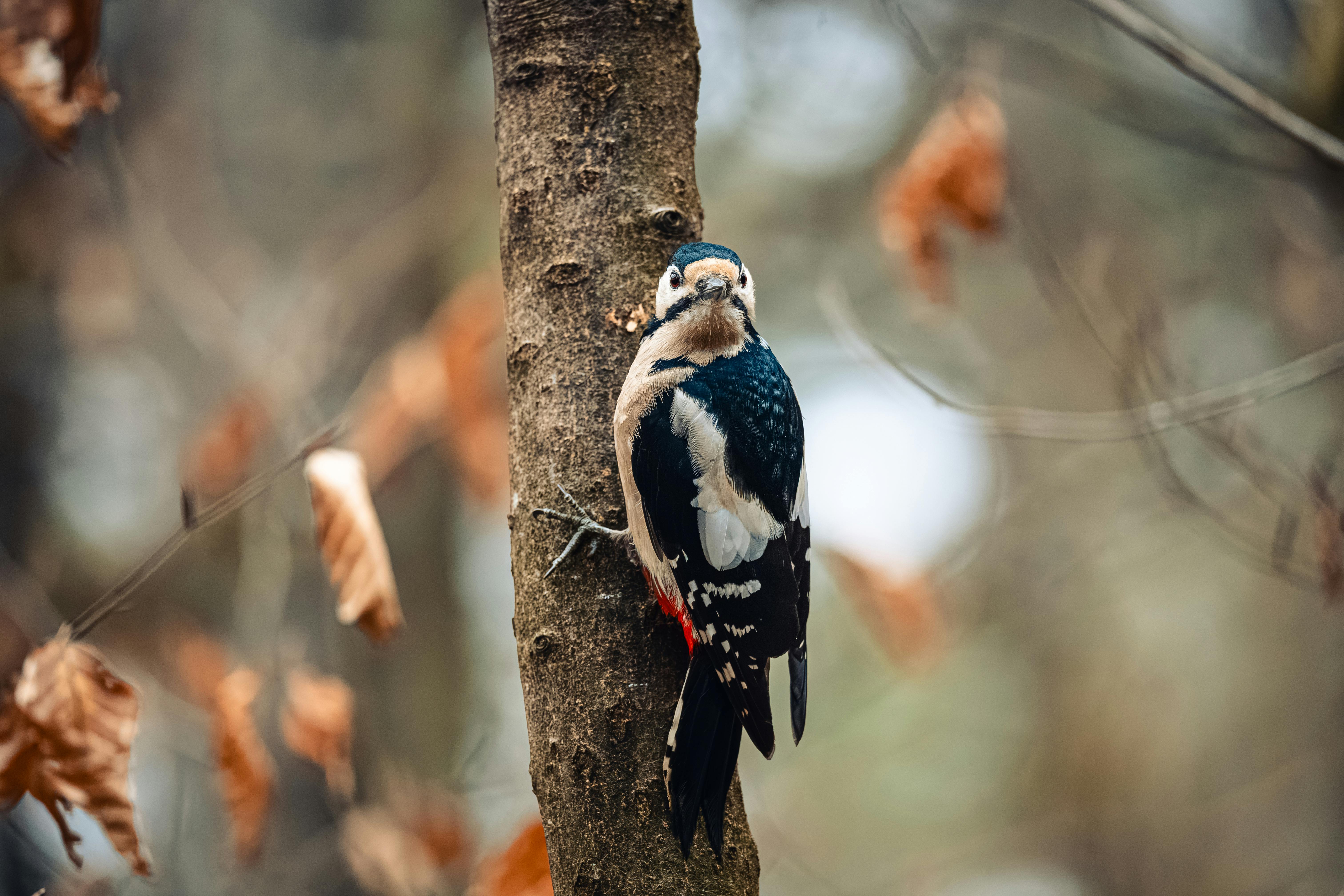 Pelatuk Tutul Besar Bertengger Di Pohon Pada Musim Gugur · Foto Stok Gratis