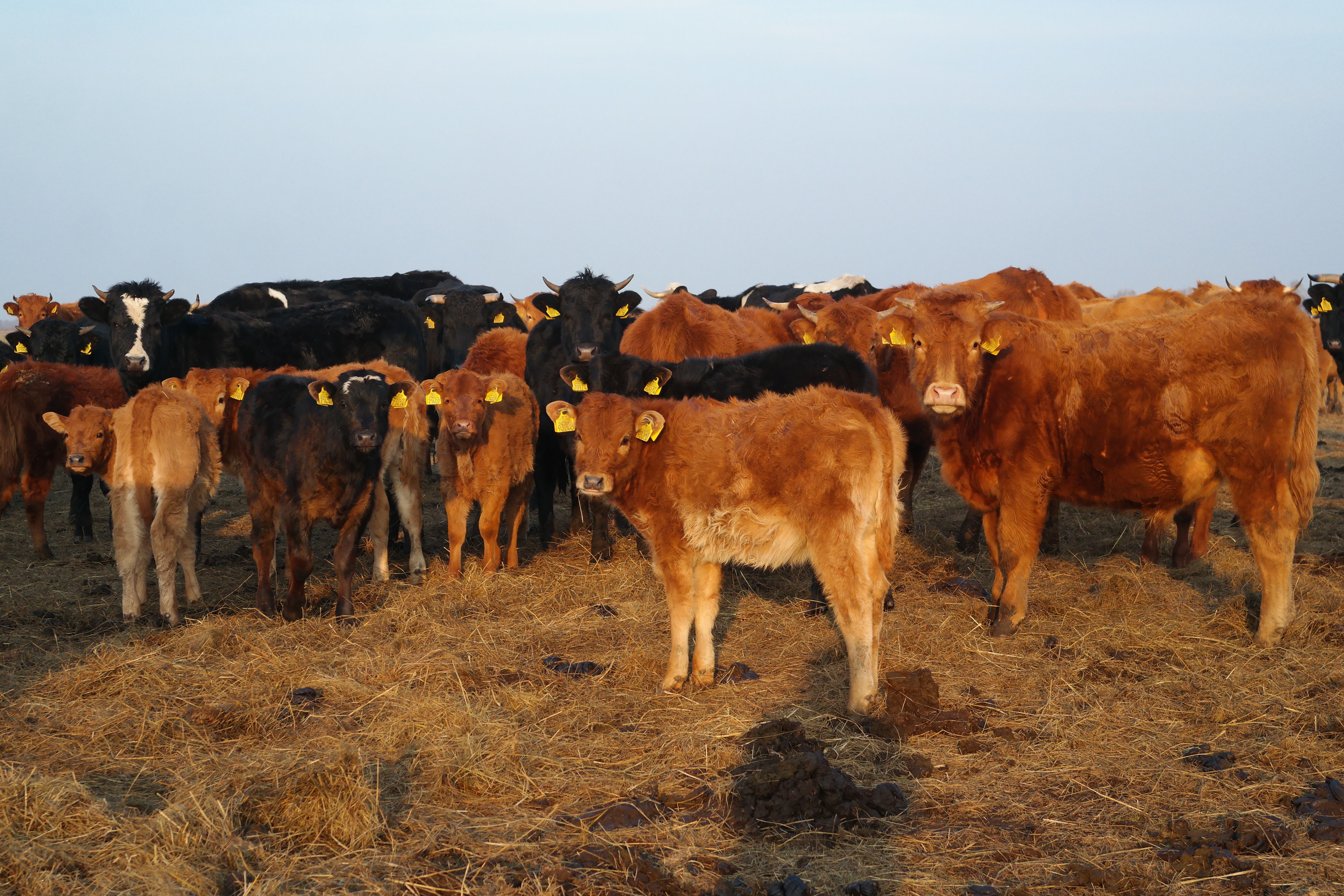 Herd of Cattle Grazing in Open Field at Daytime · Free Stock Photo