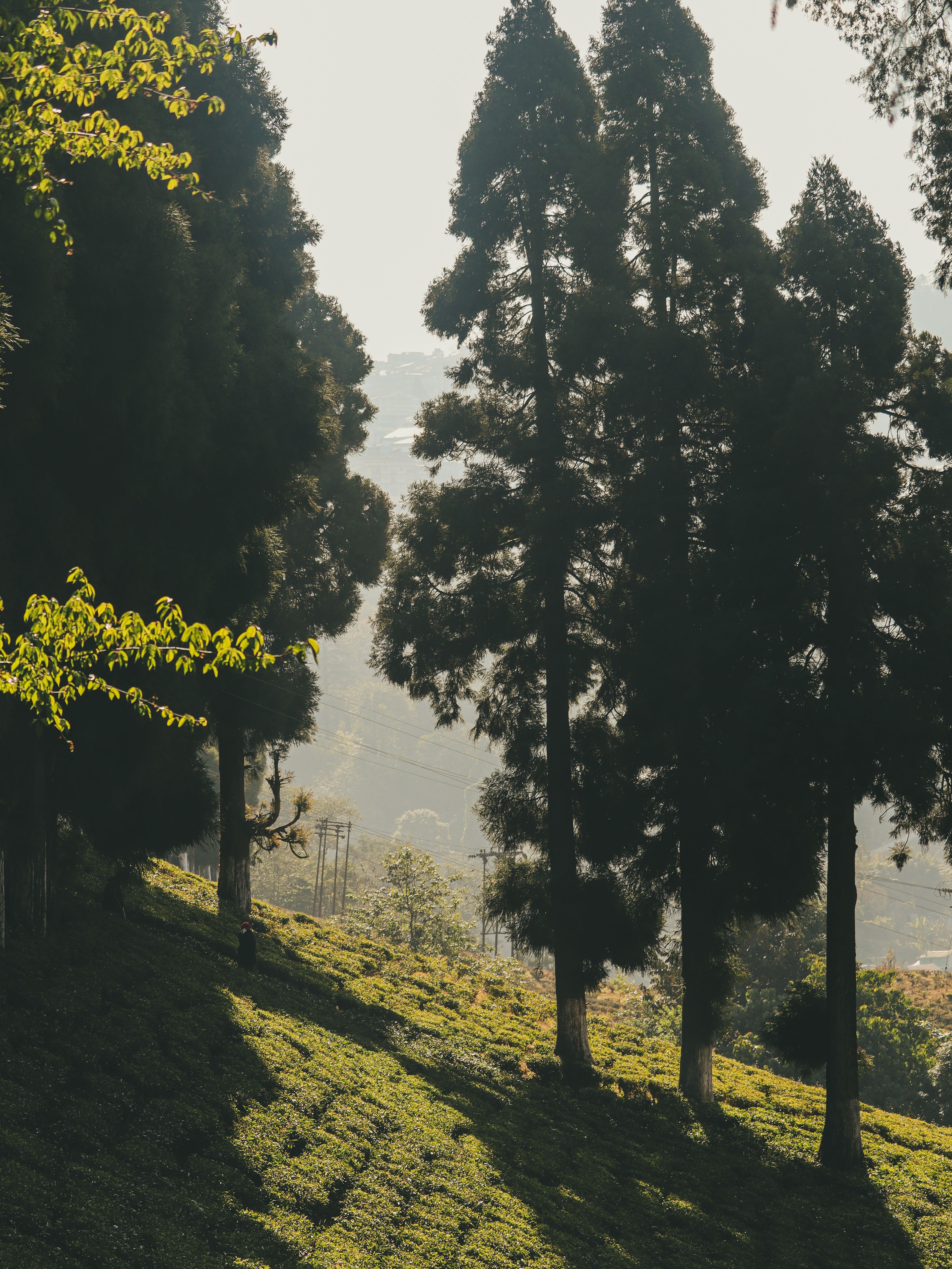 Tranquil Forest Landscape with Tall Evergreen Trees · Free Stock Photo
