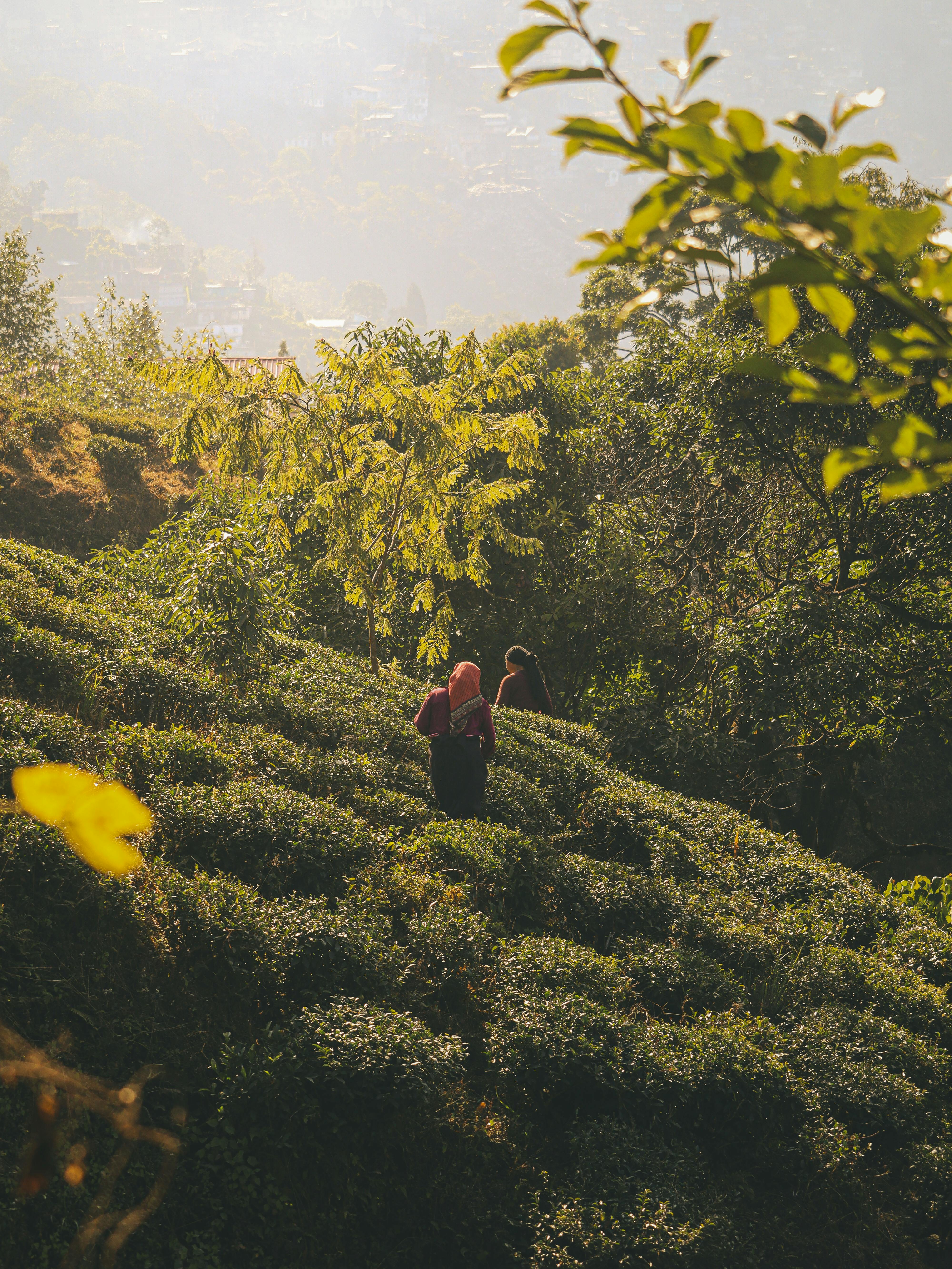 Sustainability Landscape Forest Photos, Download The BEST Free ...