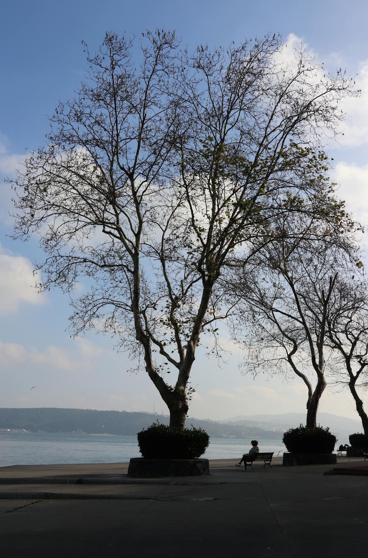 Big Tree Photos, Download The BEST Free Big Tree Stock Photos & HD Images