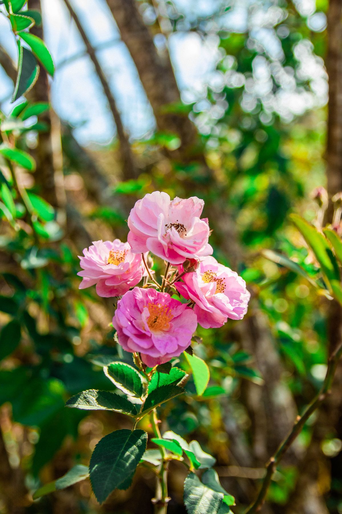 Rose Bush Photos, Download The BEST Free Rose Bush Stock Photos & HD Images