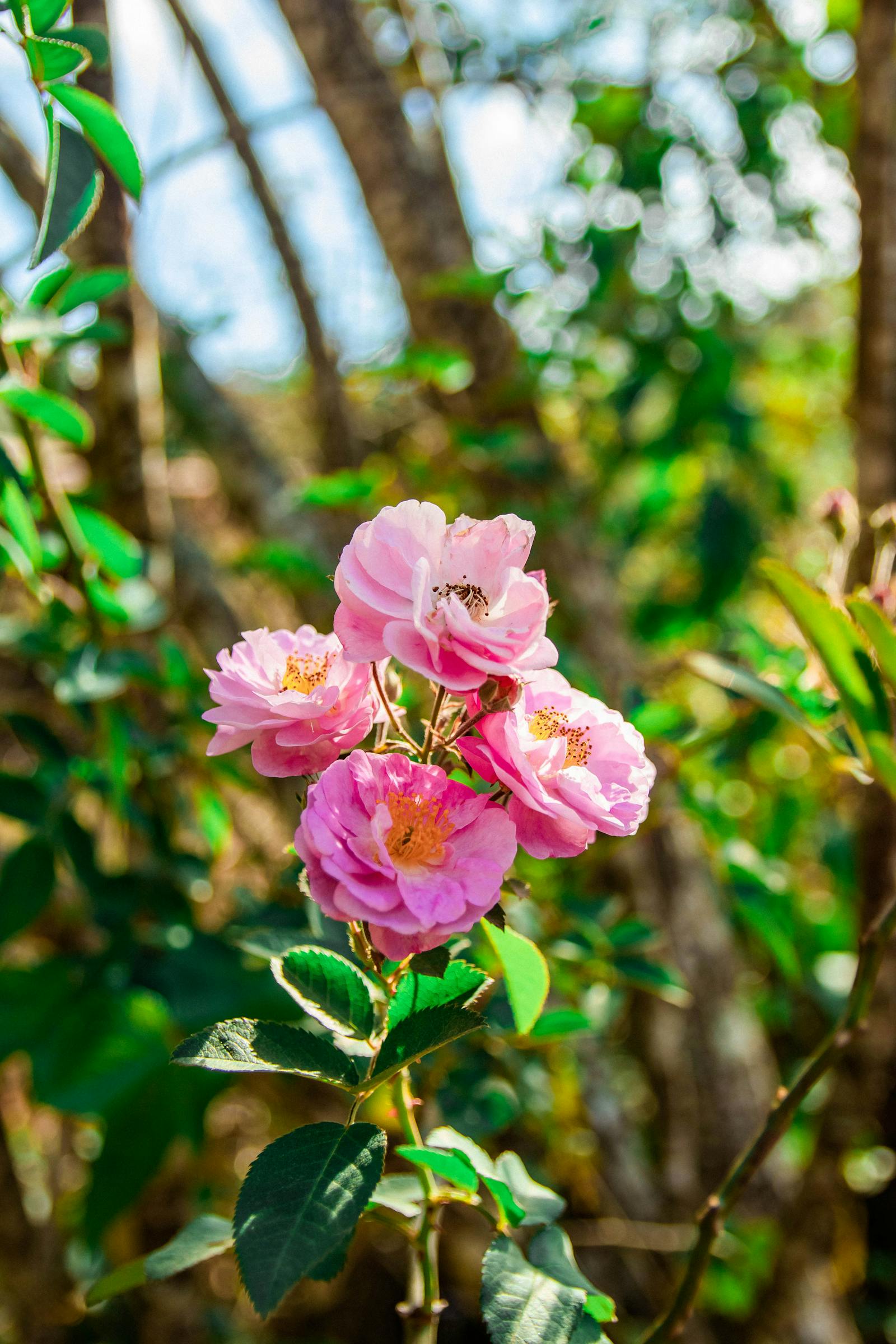 Rose Bush Photos, Download The BEST Free Rose Bush Stock Photos & HD Images