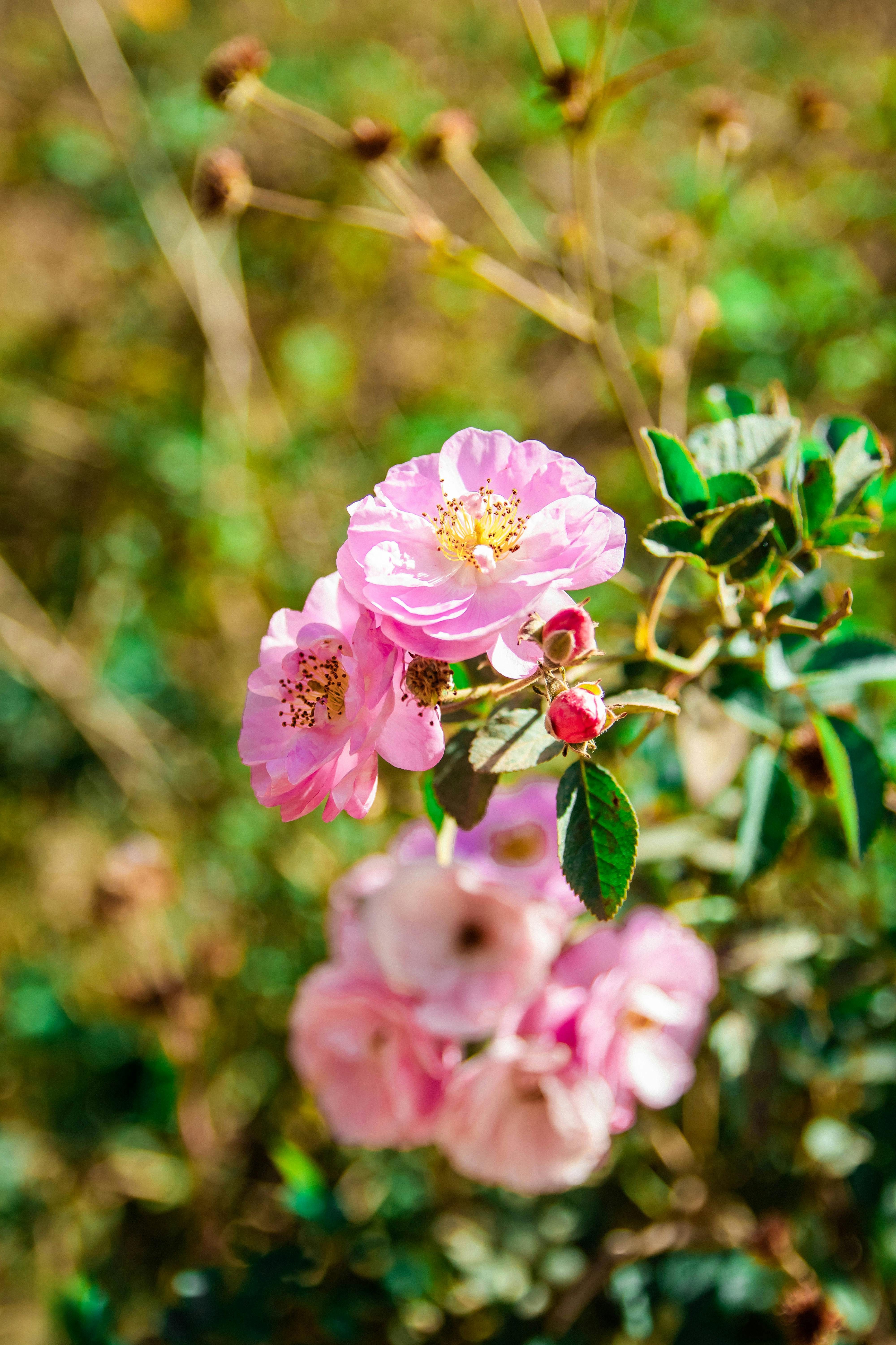 Beautiful Pink Roses in Lâm Đồng Sunlight · Free Stock Photo