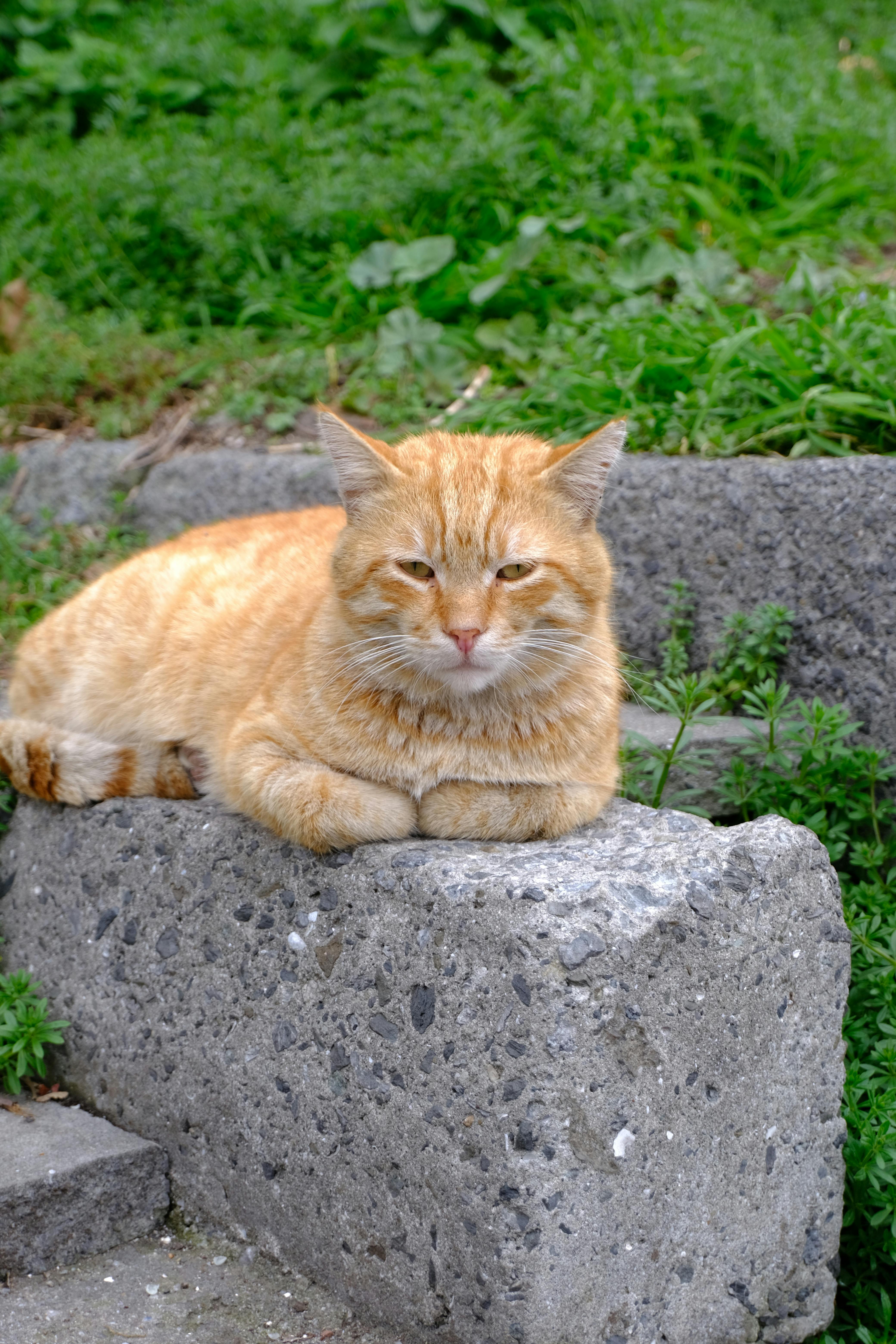 Ginger Cat Relaxing on Urban Stone in Istanbul · Free Stock Photo
