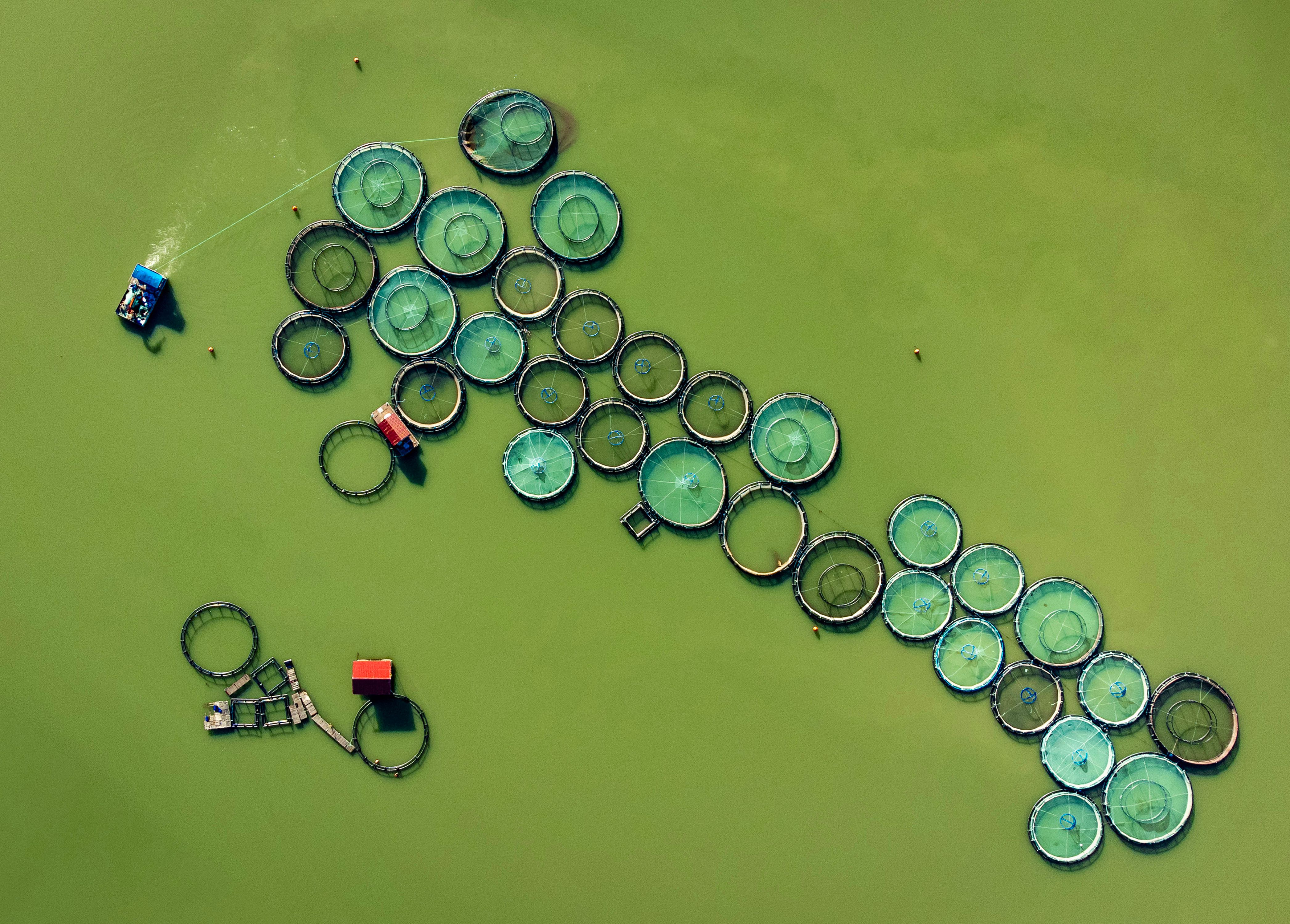 Vista Aérea De Una Piscifactoría Con Redes Circulares · Foto de stock ...