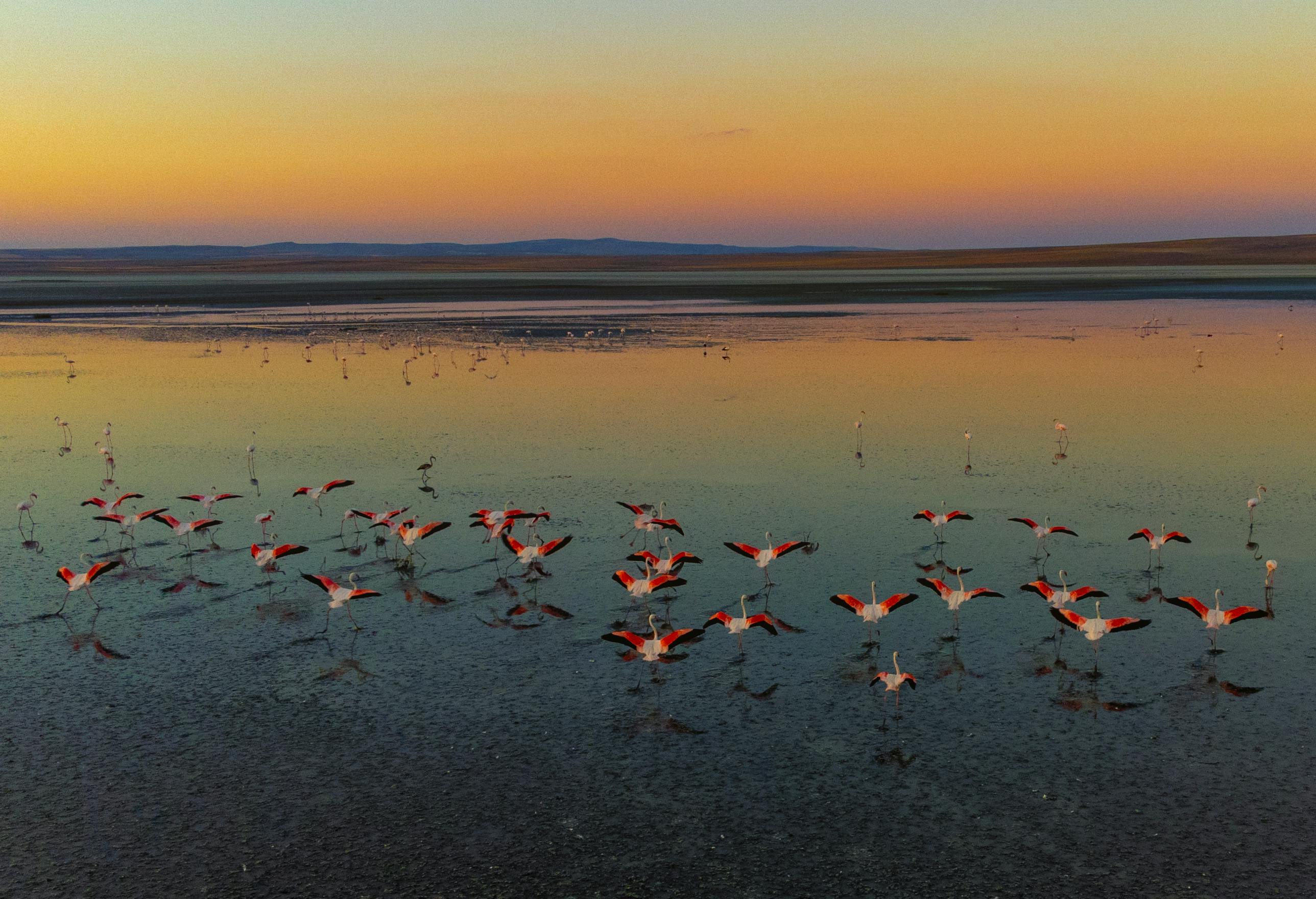 Flamingos at Sunset on Turkish Lake · Free Stock Photo
