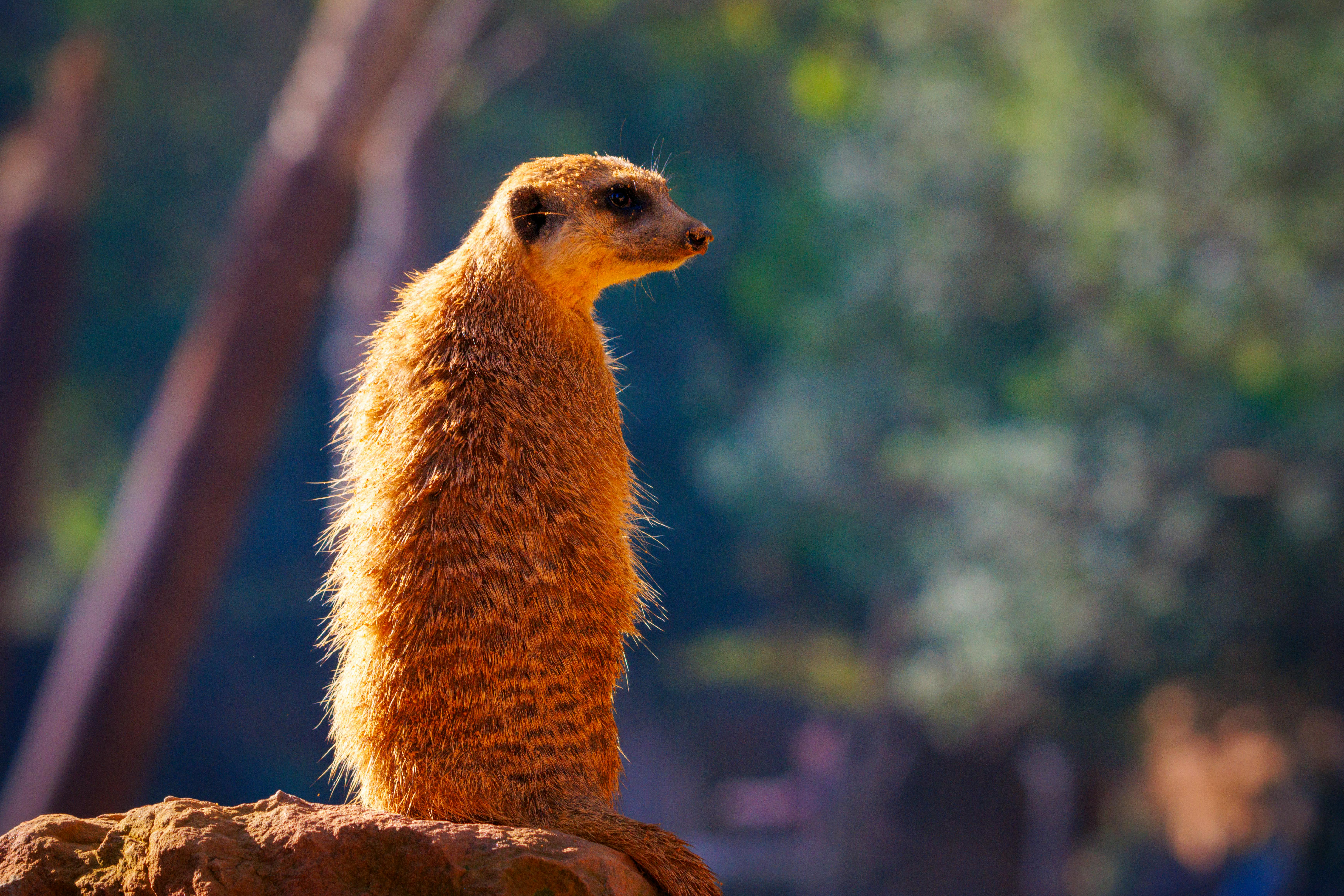 Profile of a Meerkat on a Sunny Day · Free Stock Photo