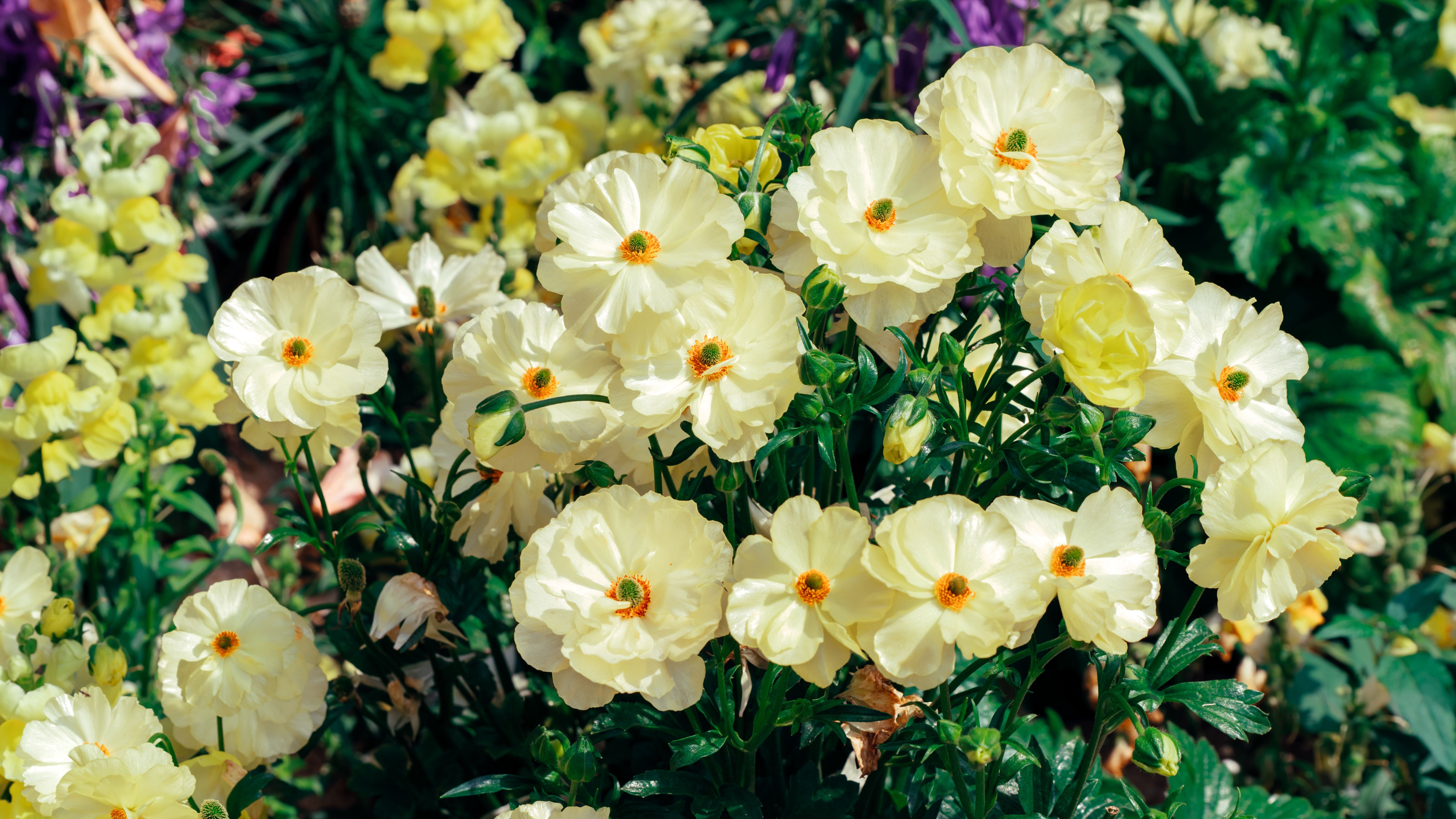 Beautiful Yellow Ranunculus Flowers in Bloom · Free Stock Photo