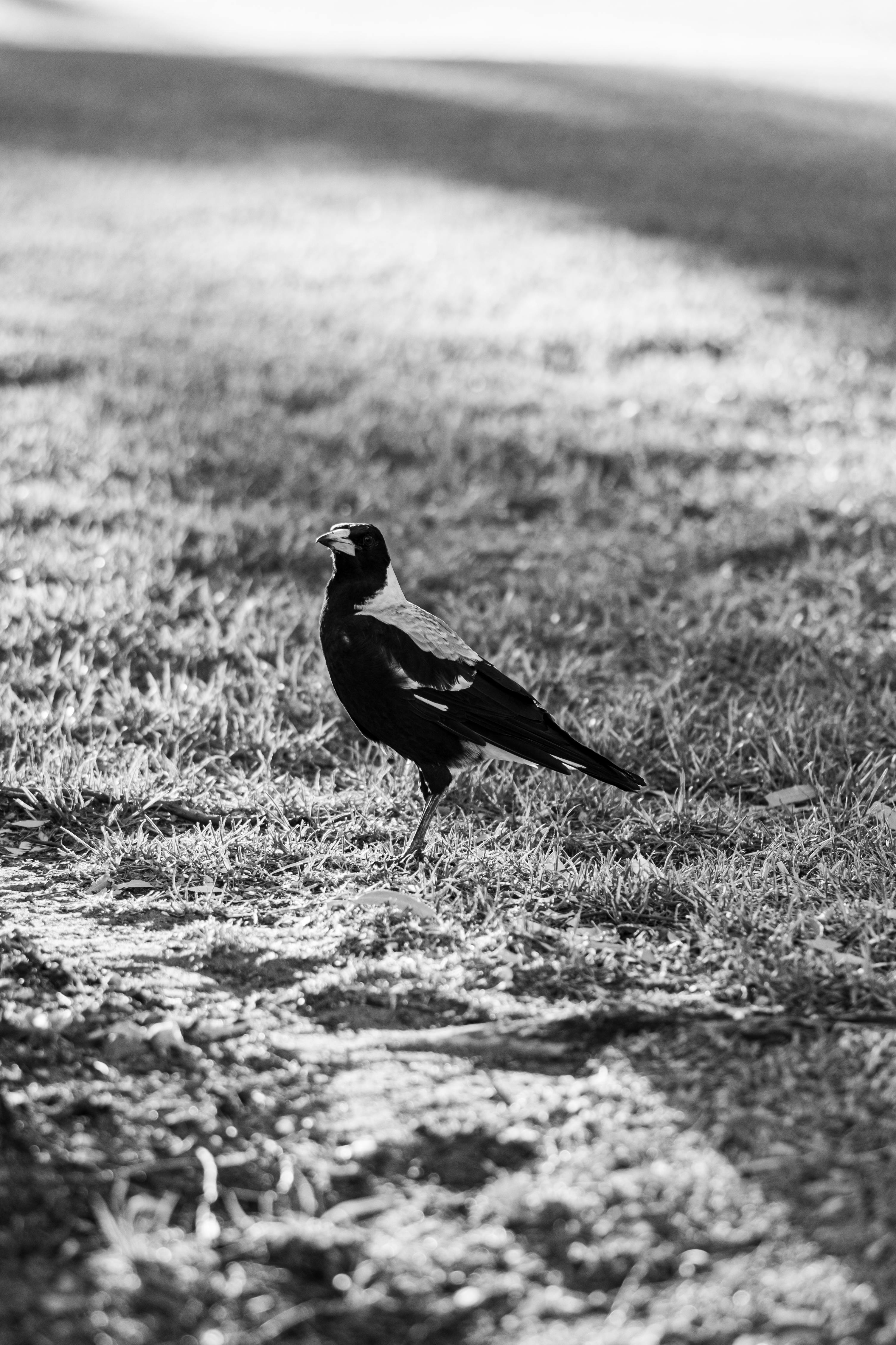 Monochrome Australian Magpie in Sunlit Field · Free Stock Photo