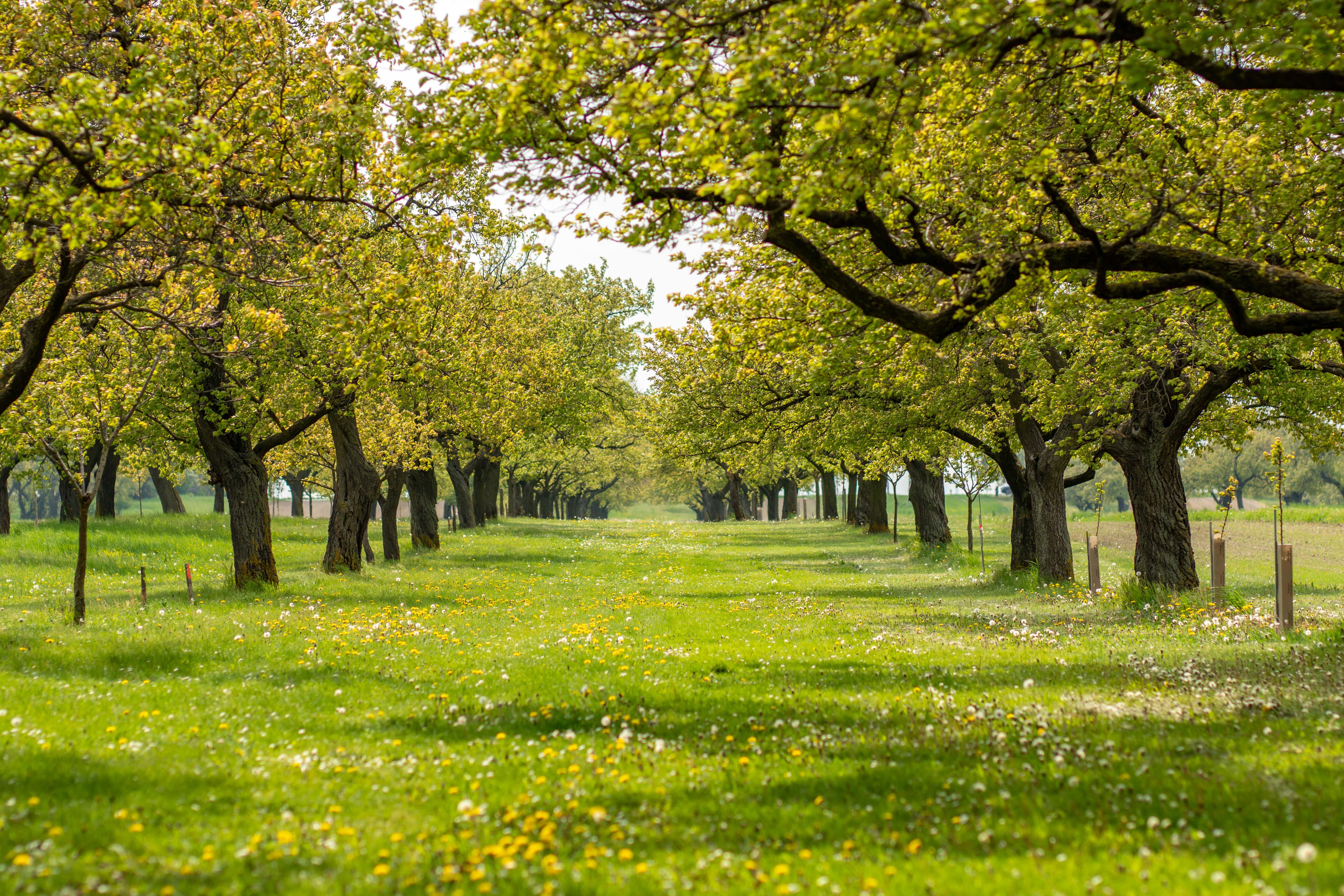 Lush Green Orchard in Spring, Austria · Free Stock Photo