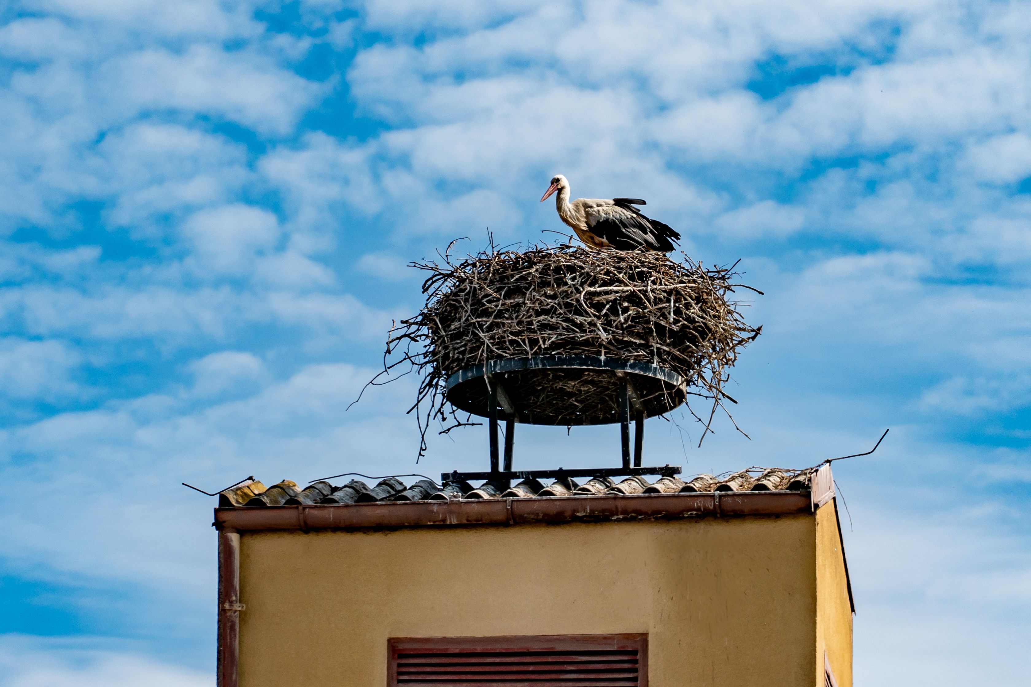Stork Nesting on Roof Against Clear Blue Sky · Free Stock Photo