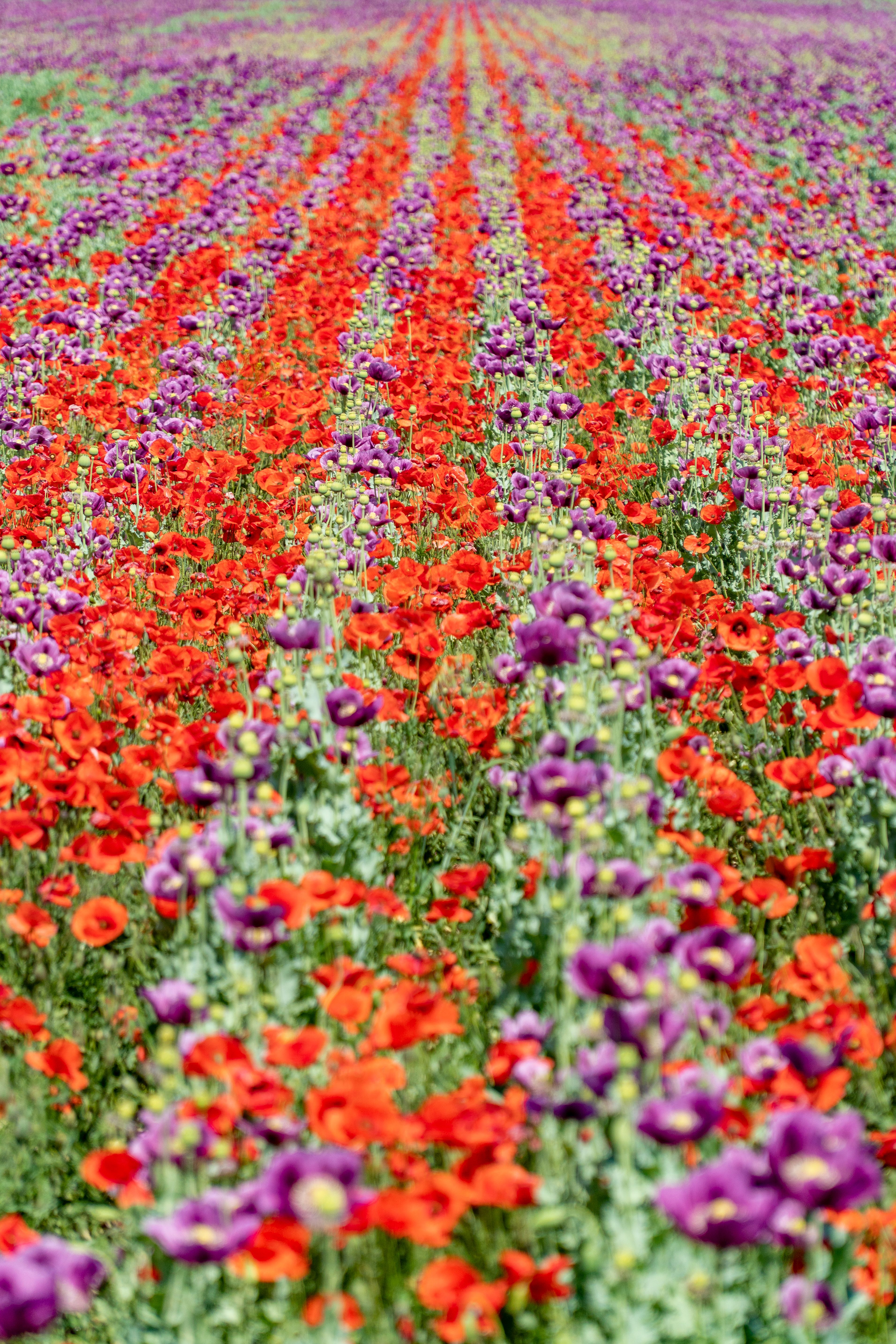 Vibrant Field of Red and Purple Flowers in Austria · Free Stock Photo