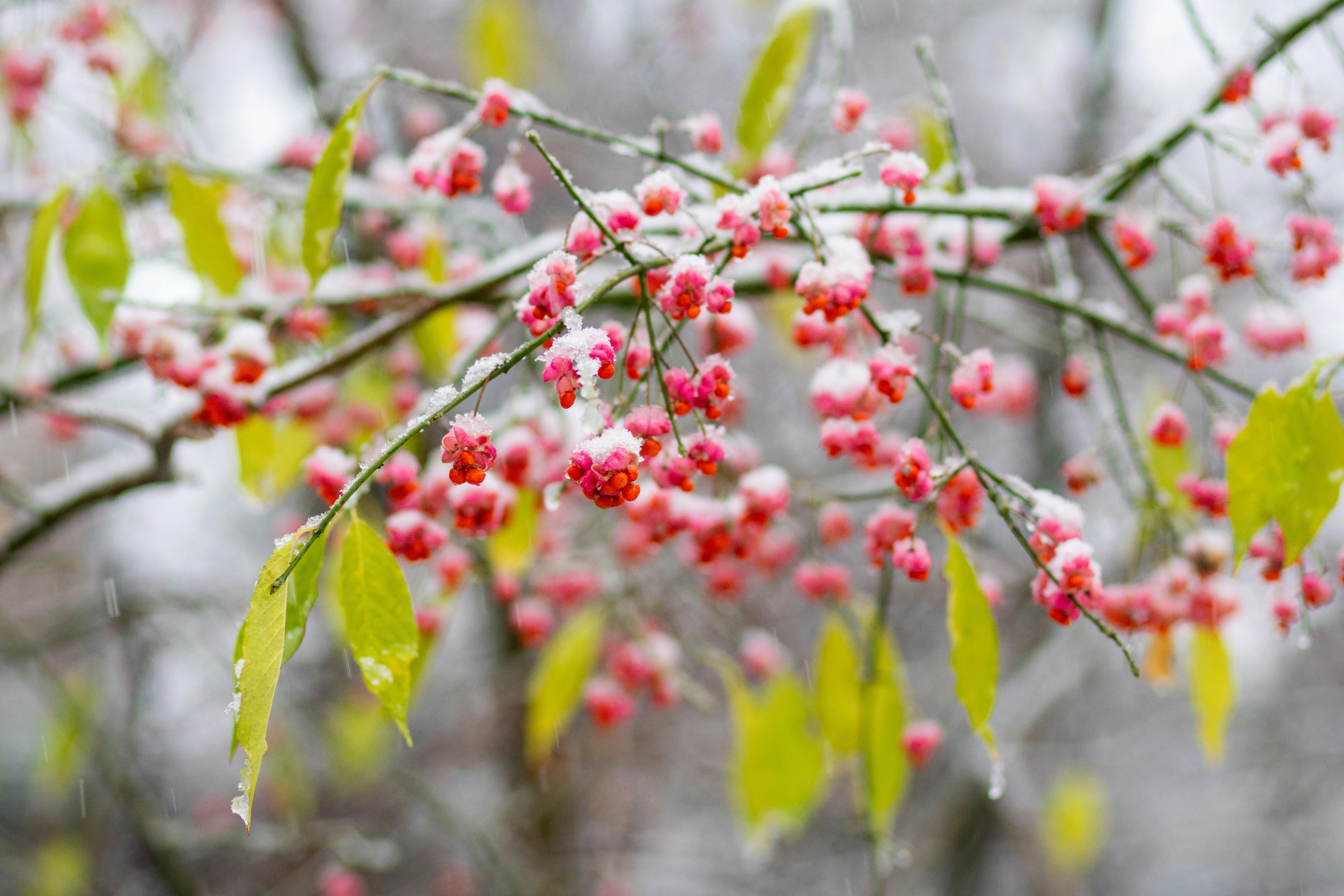 Winter Berries with Snow and Green Leaves in Slovakia · Free Stock Photo