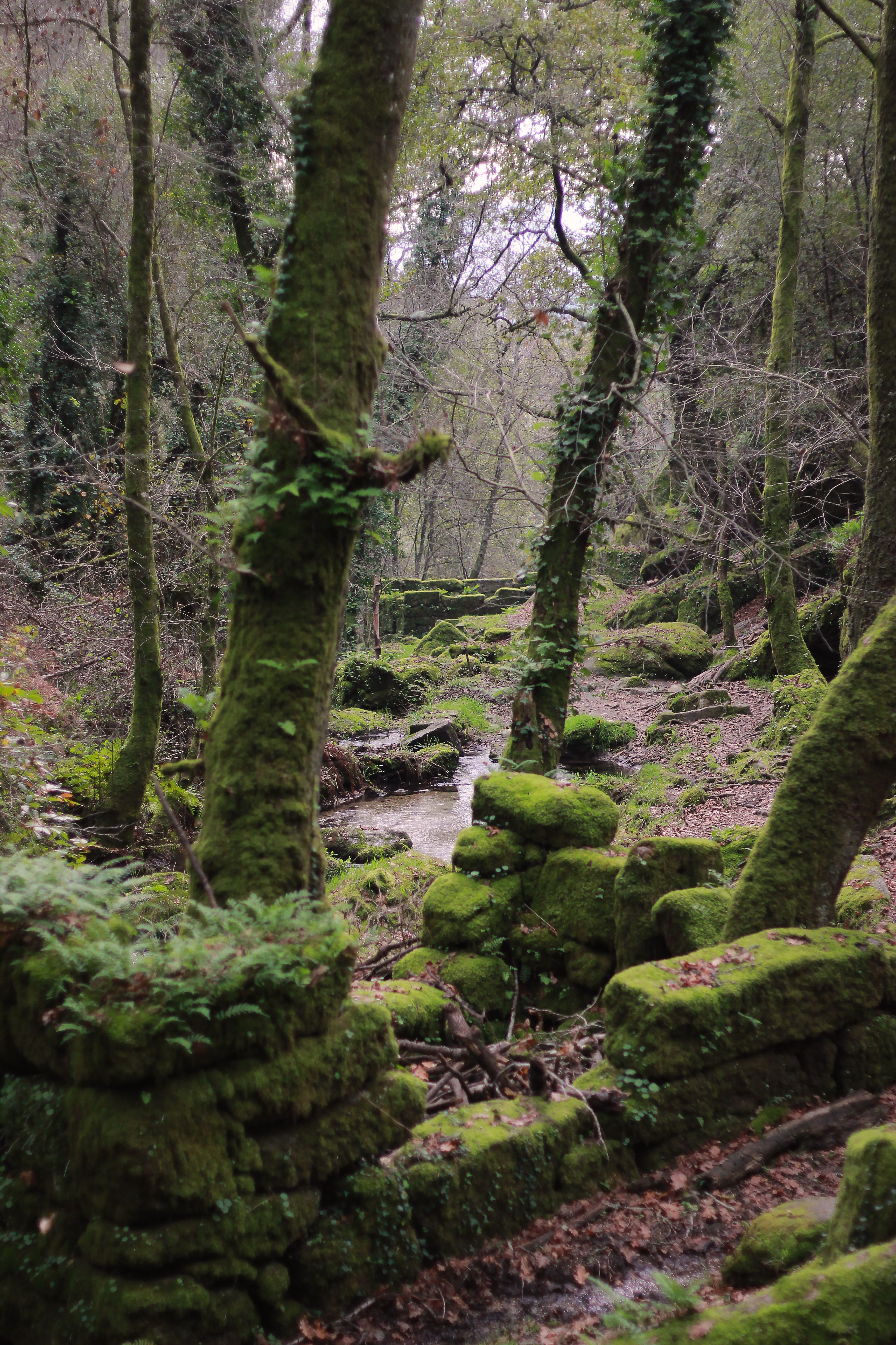 Moss-Covered Ruins and Stream in Forest Setting · Free Stock Photo