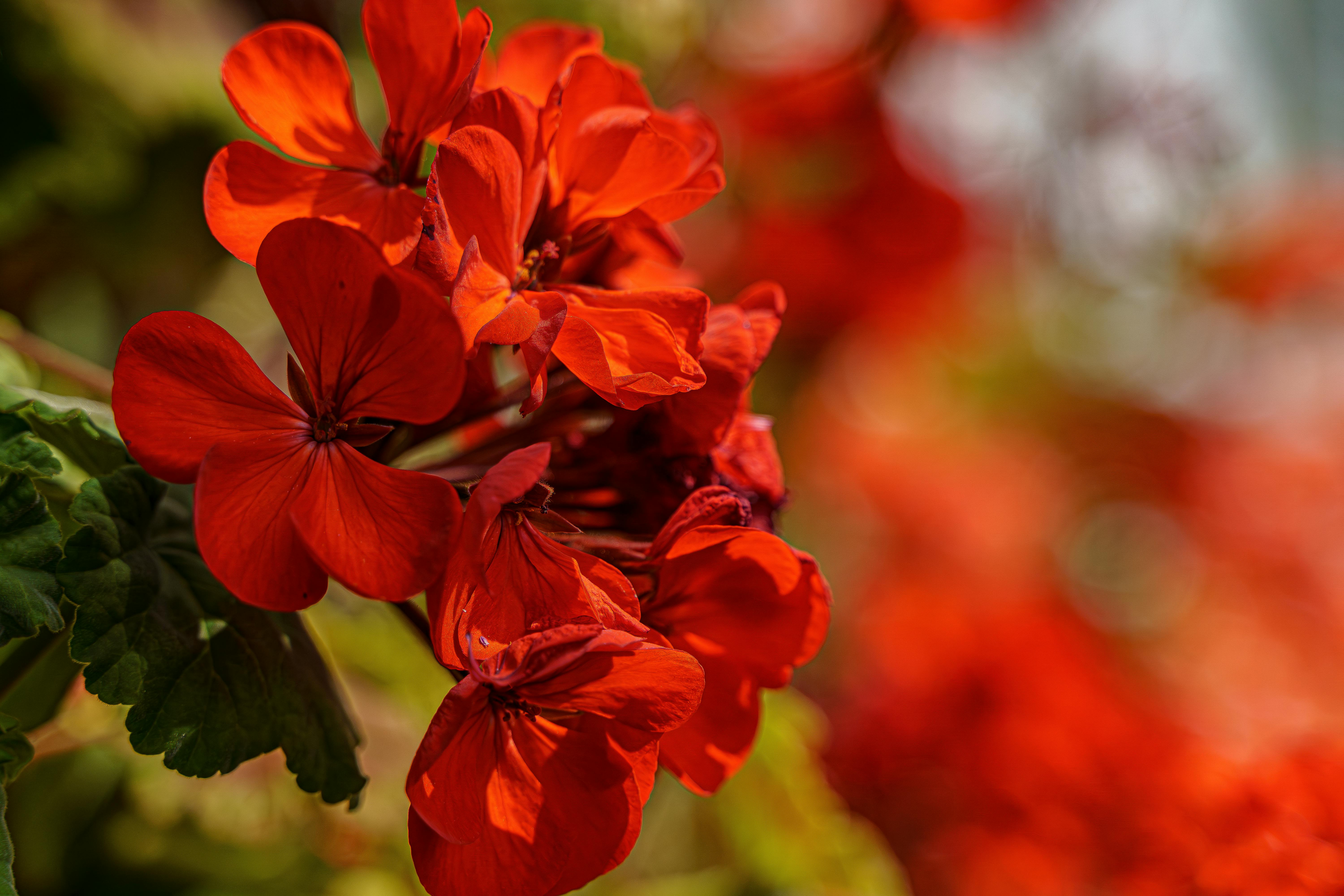 Photo of Red Flowers · Free Stock Photo