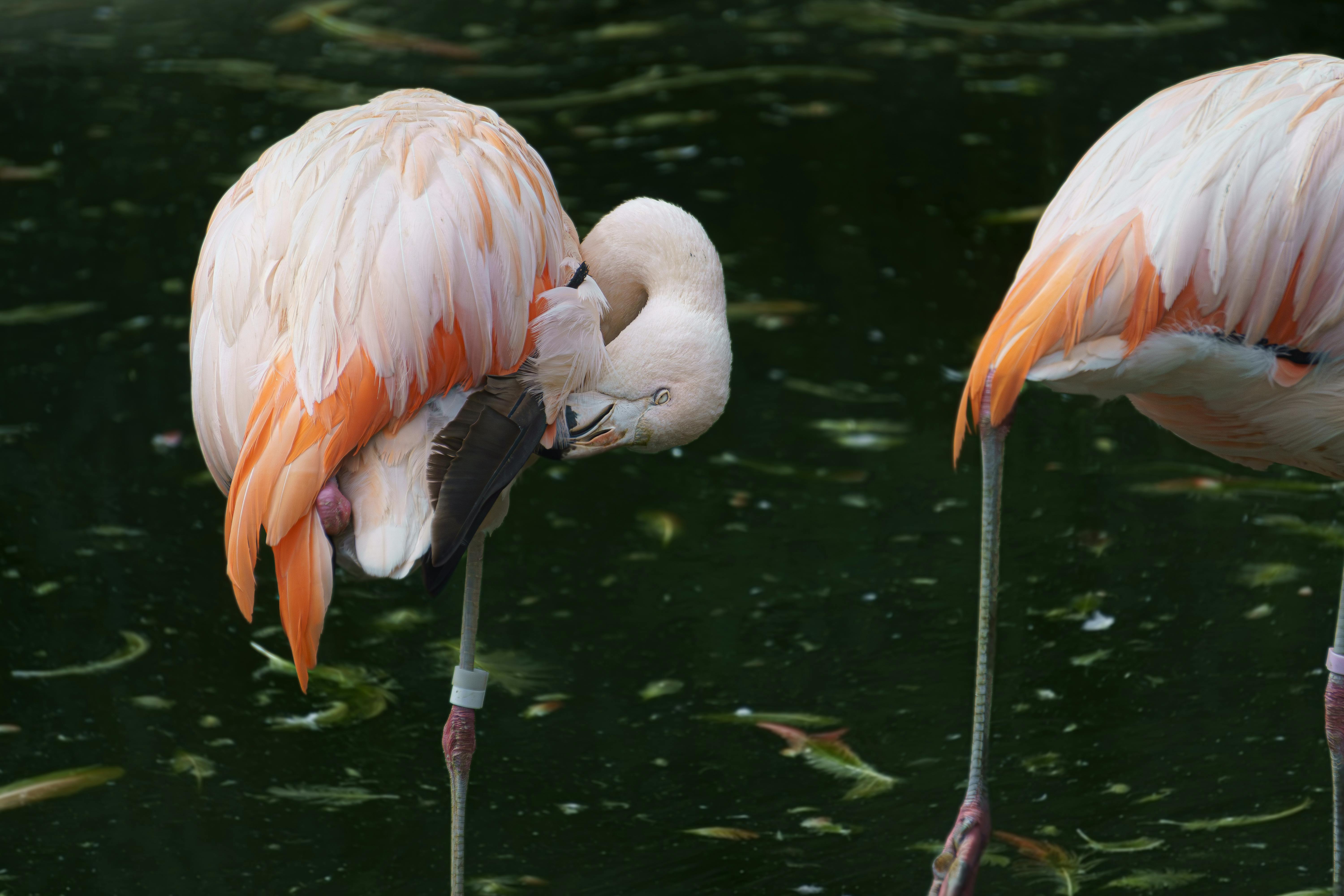 Zoo Animals Photos, Download The BEST Free Zoo Animals Stock Photos ...