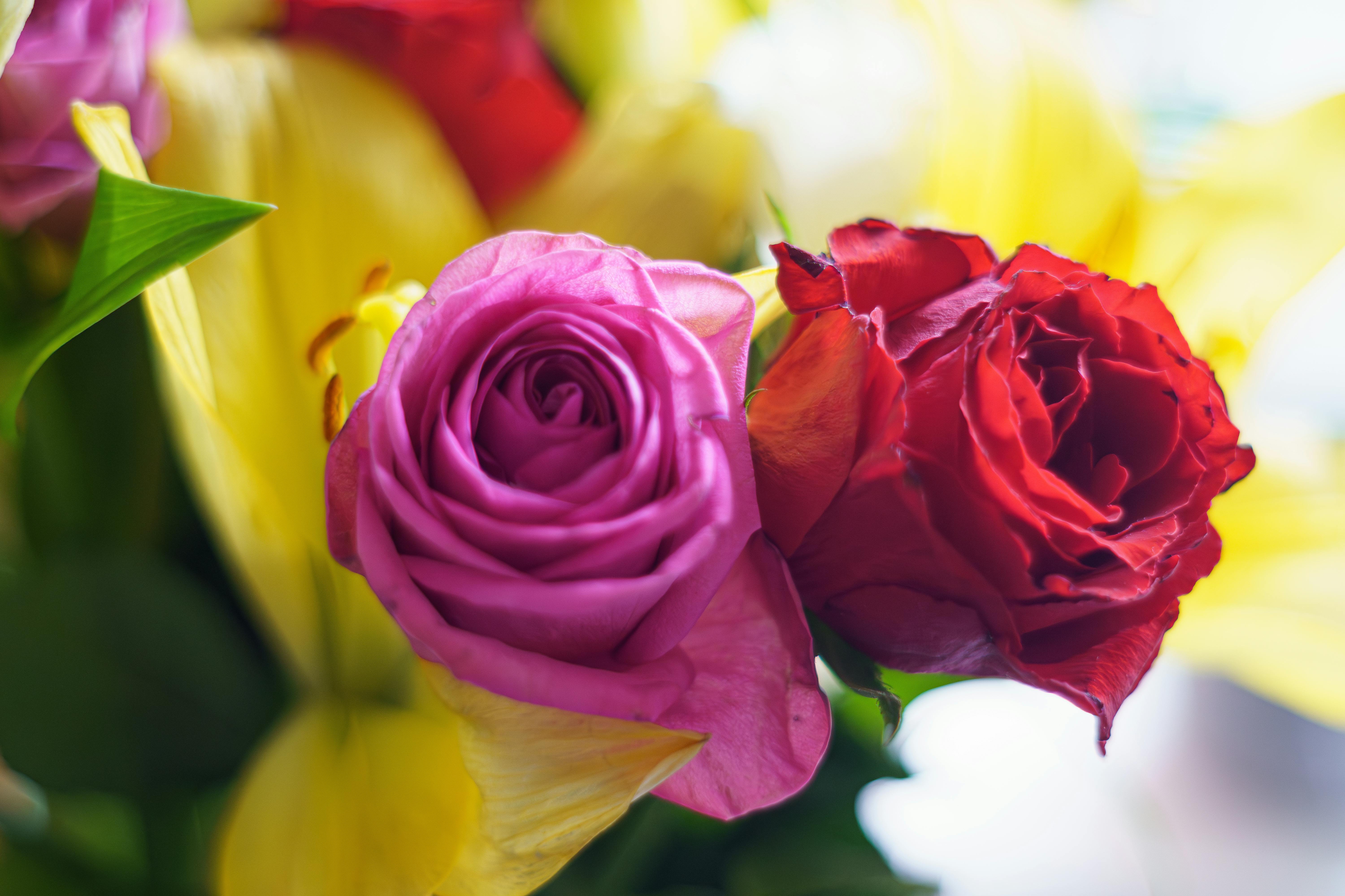 Red Rose · Free Stock Photo