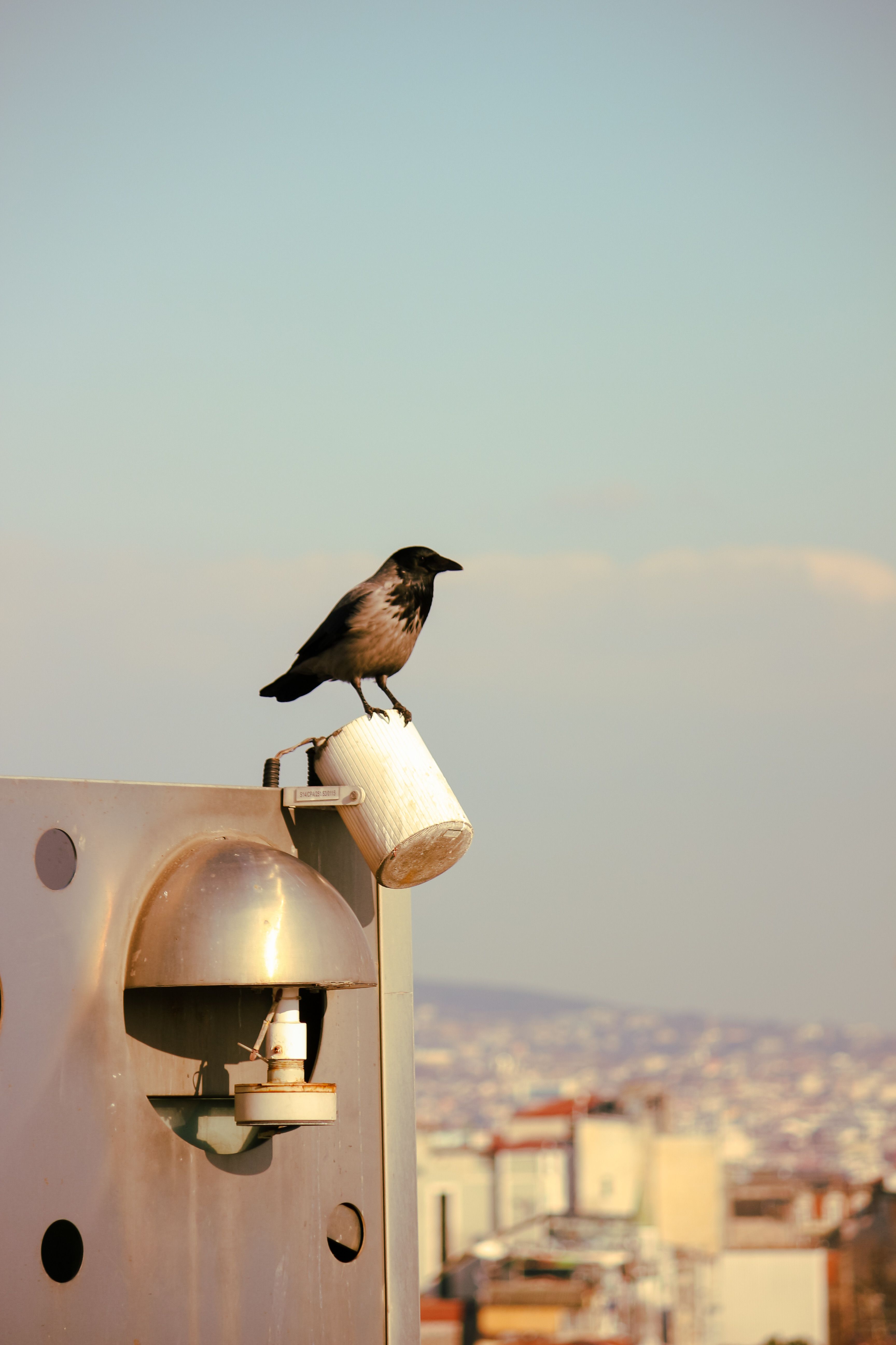 Crow Perched on Urban Structure in Istanbul · Free Stock Photo