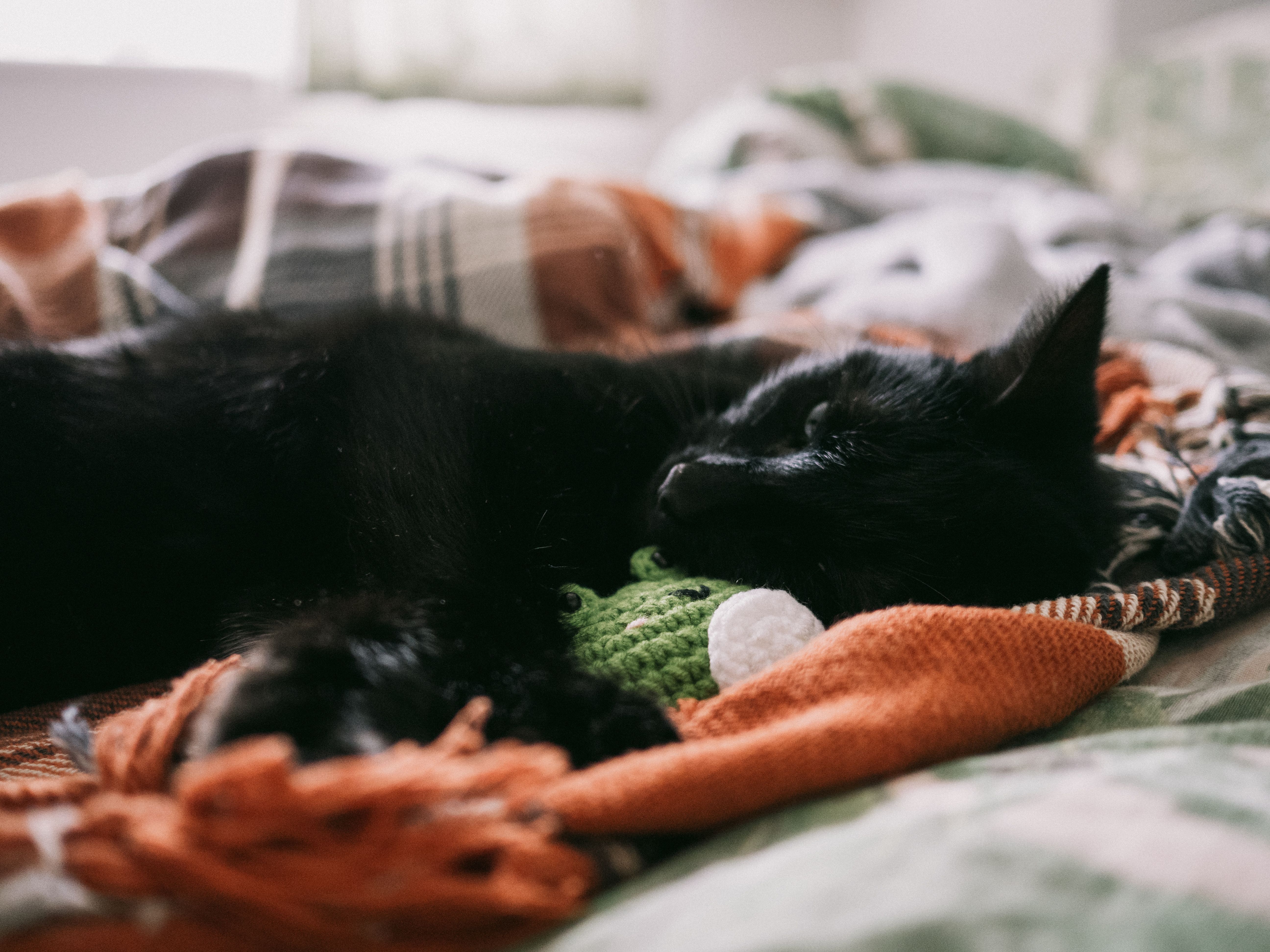 Cozy Black Cat Napping on Checkered Blanket · Free Stock Photo