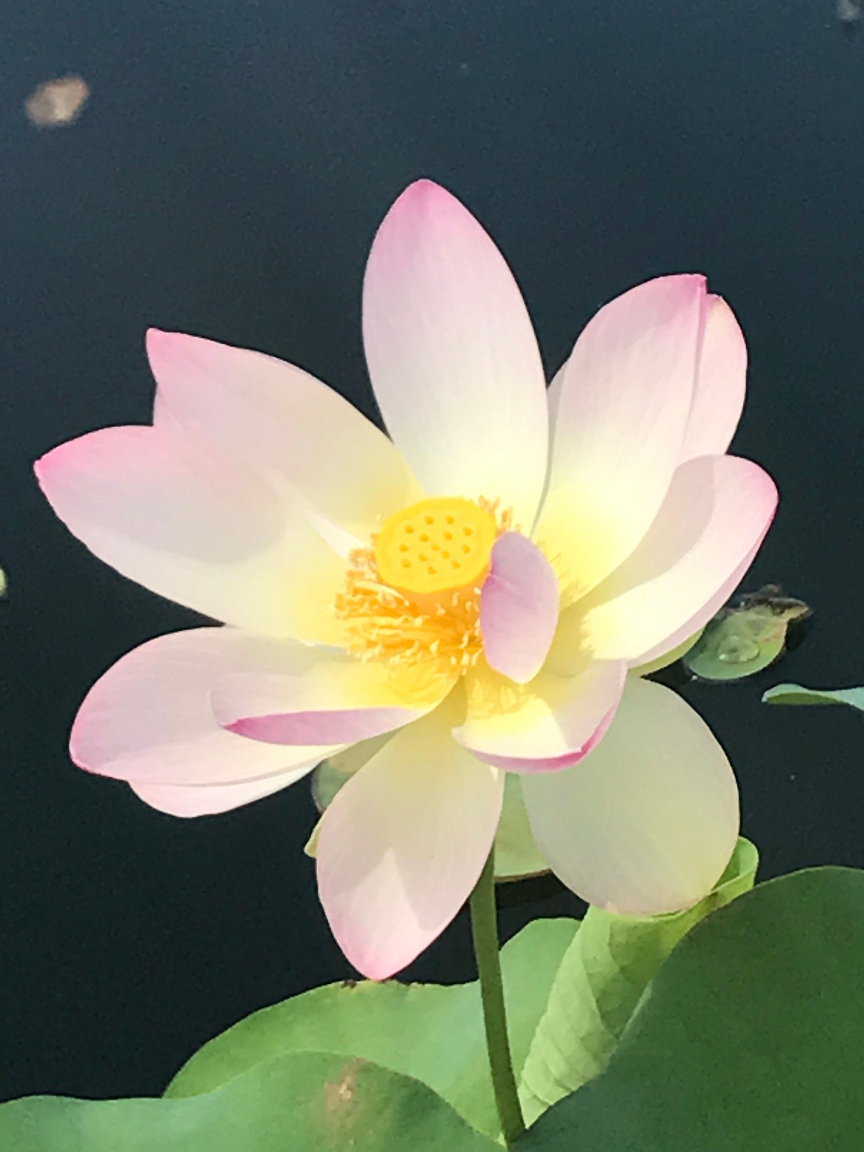 Close-up of a Lotus Flower in Bloom on Water · Free Stock Photo