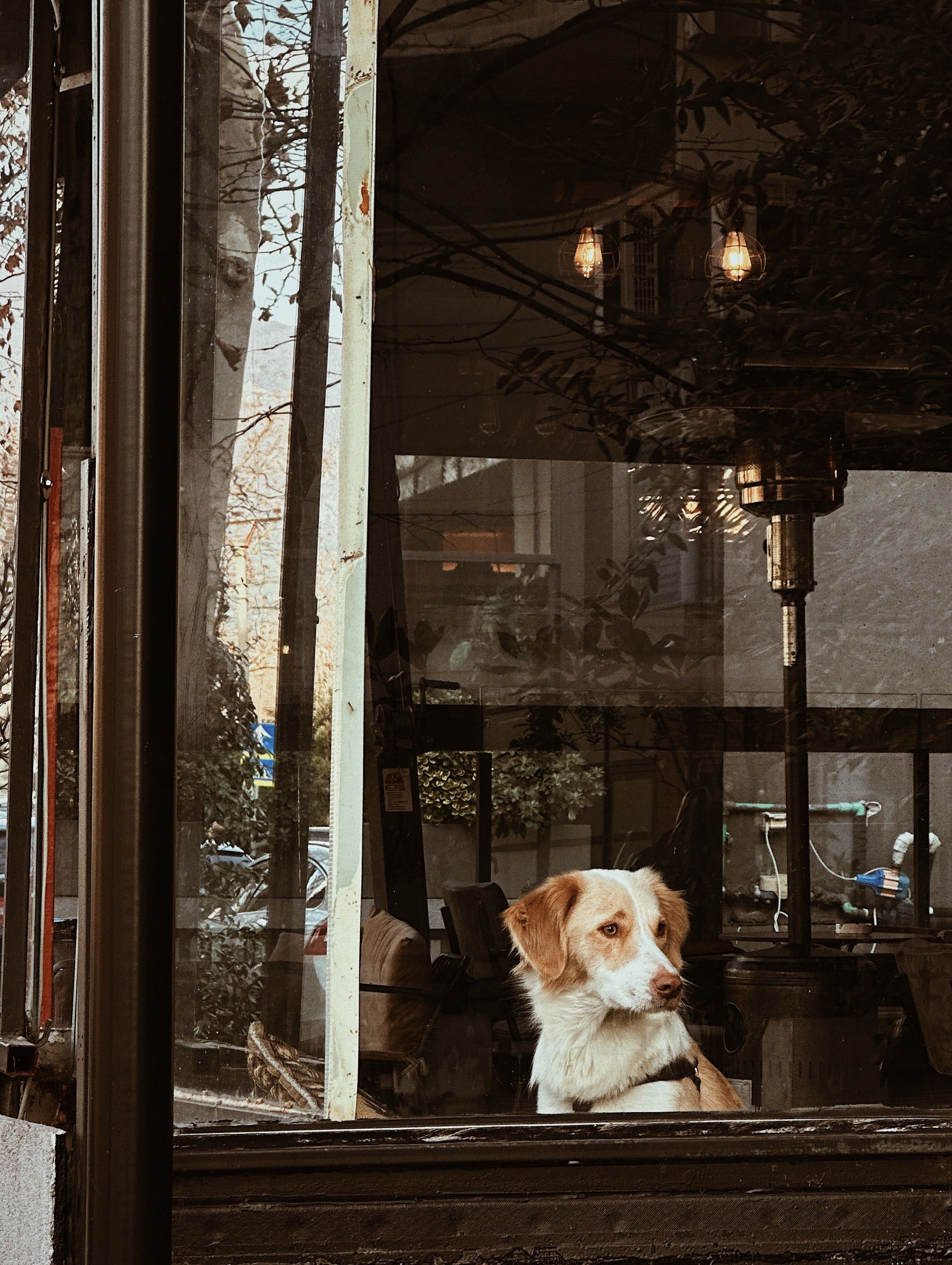 Dog Gazing Out of Cafe Window on a Fall Day · Free Stock Photo