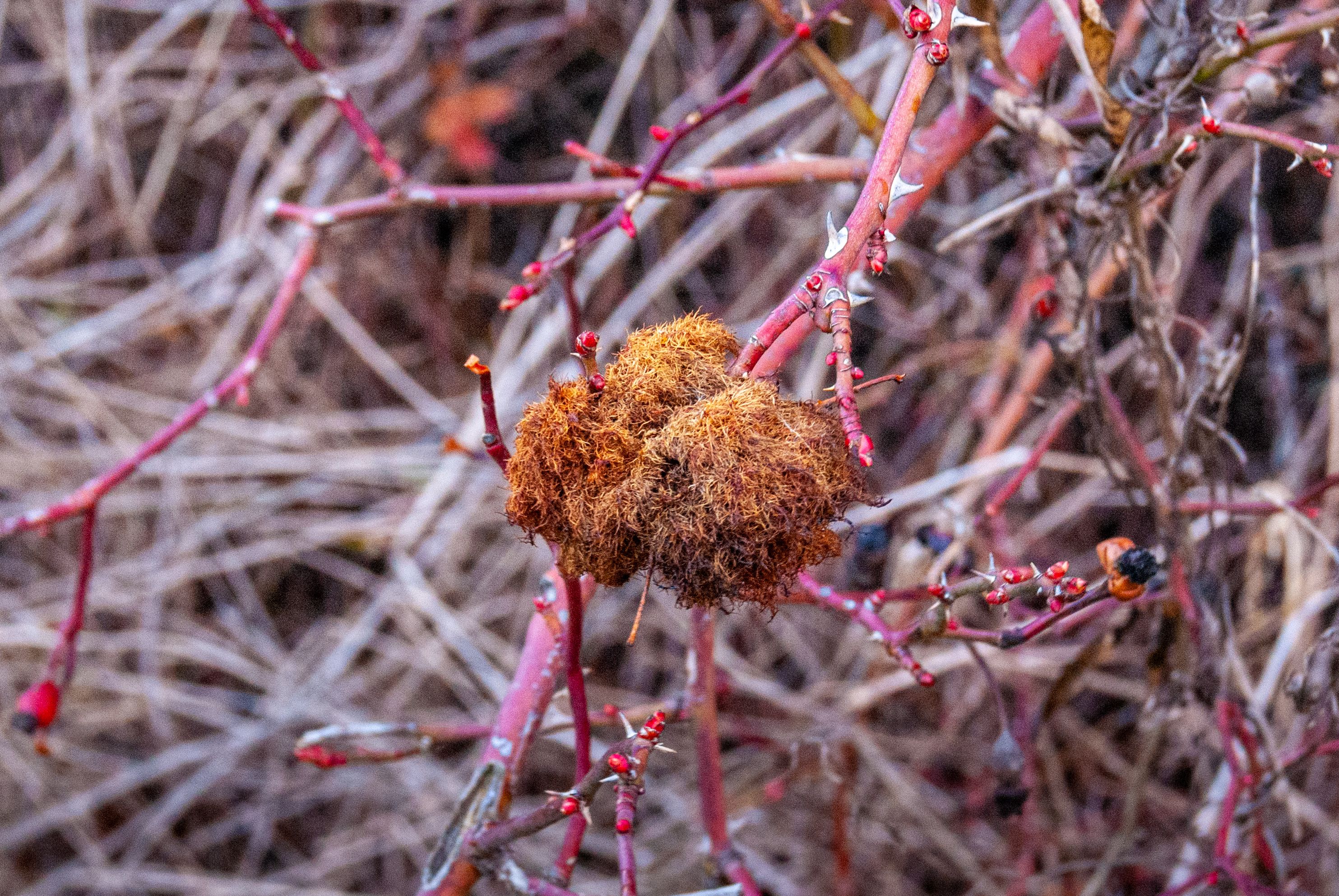 Plant Gall Photos, Download The BEST Free Plant Gall Stock Photos & HD ...