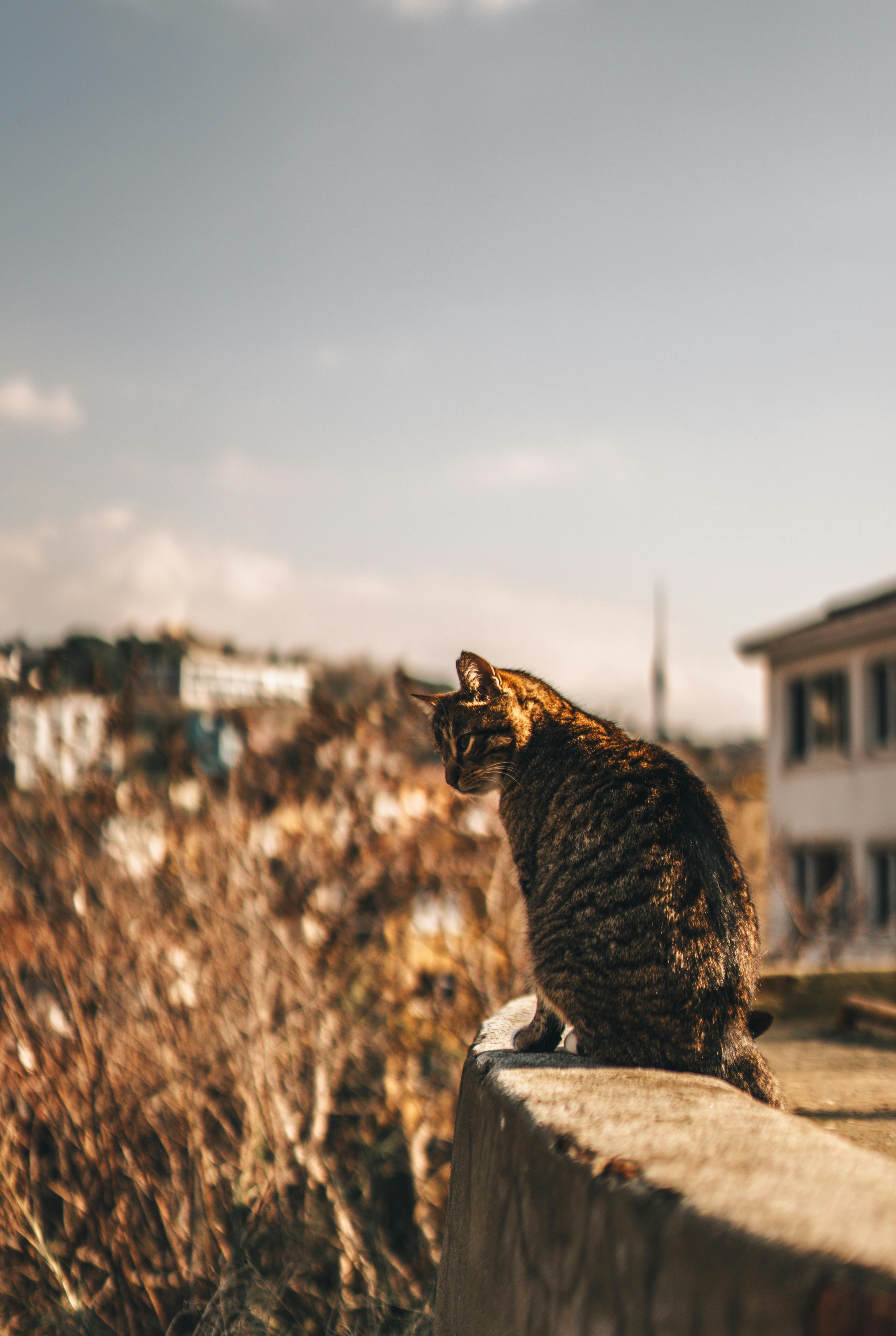 Cat And Maiden Photos, Download The BEST Free Cat And Maiden Stock ...