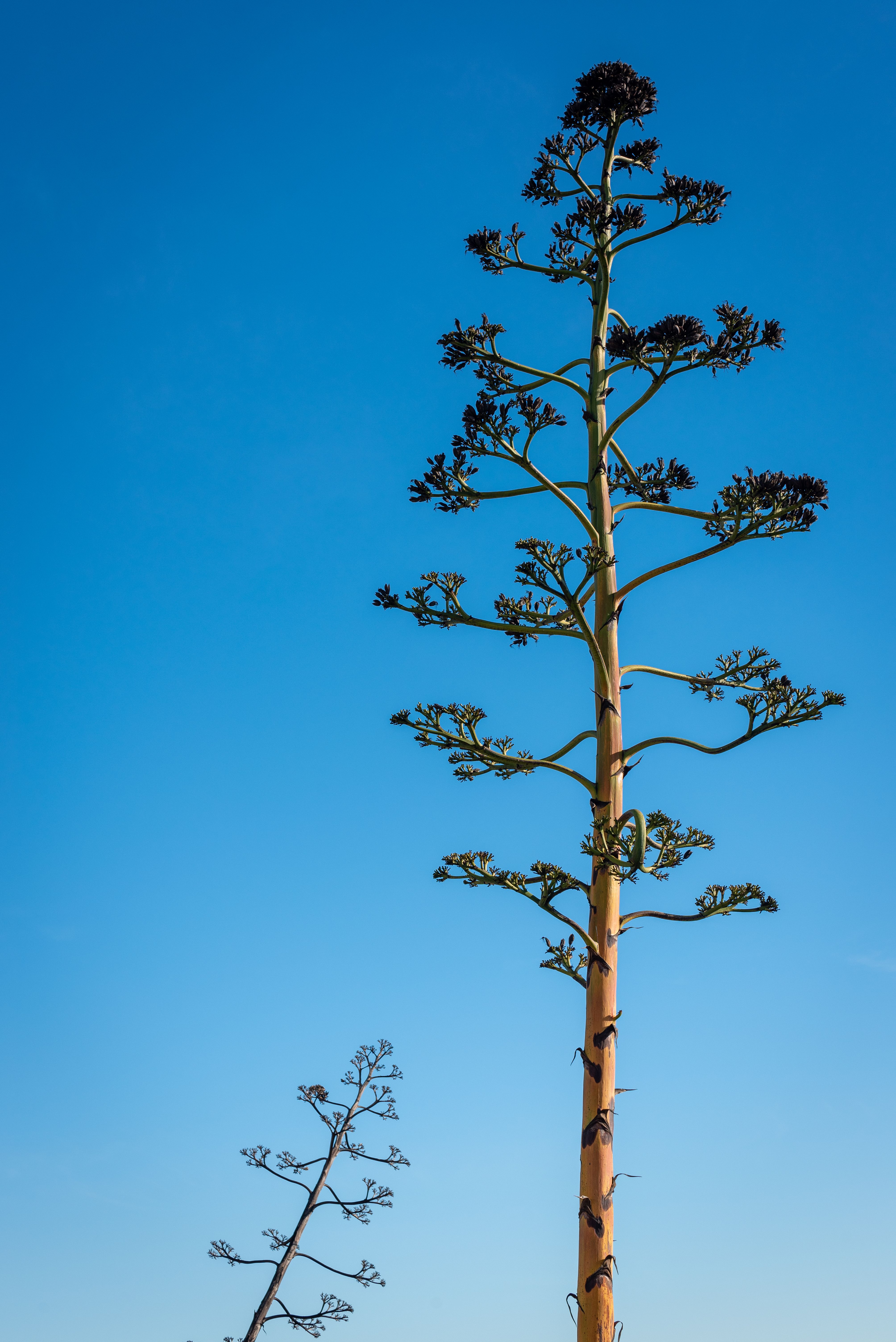 Tall Agave Plant Against Clear Blue Sky · Free Stock Photo