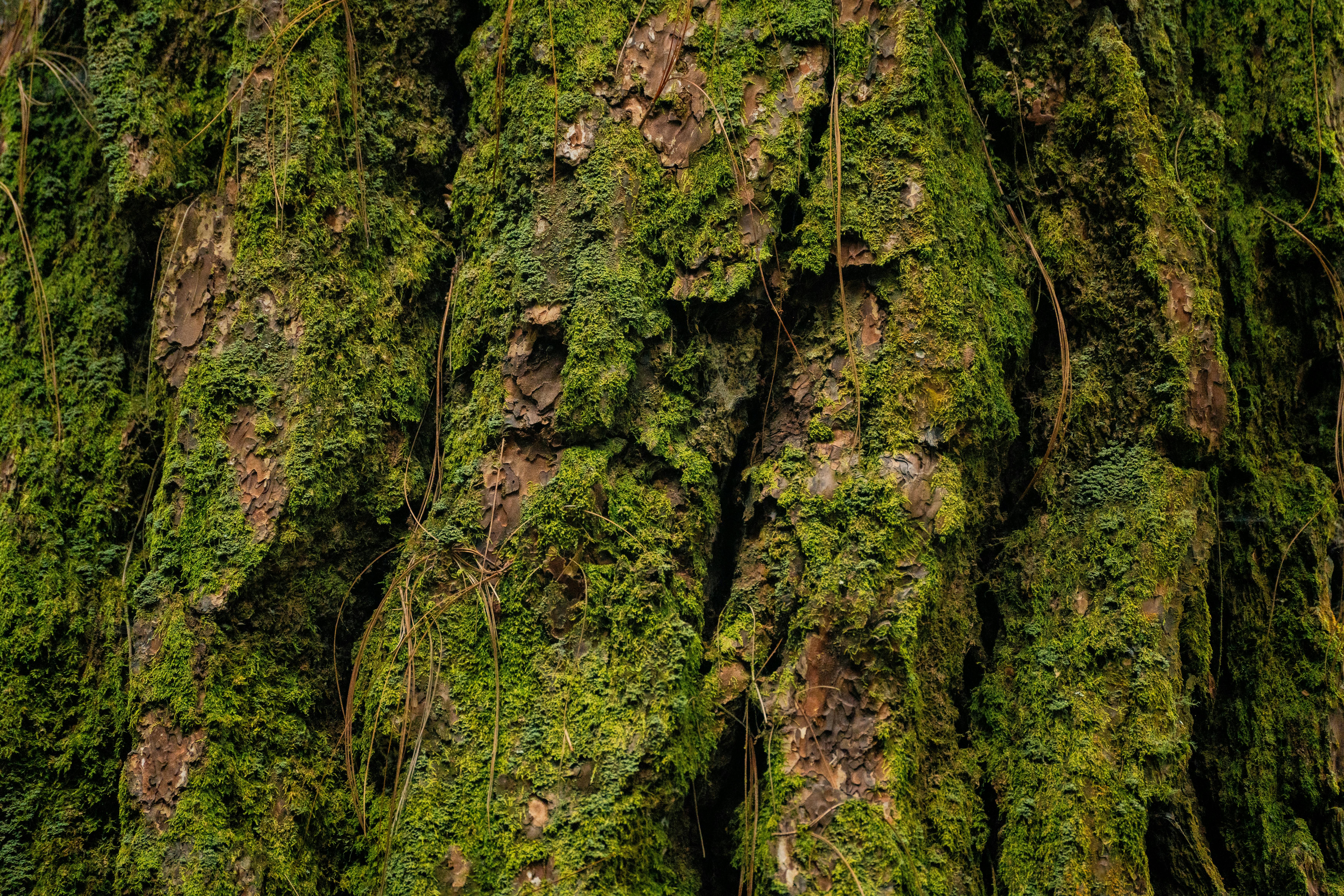 Textured Bark with Green Moss Overlay · Free Stock Photo