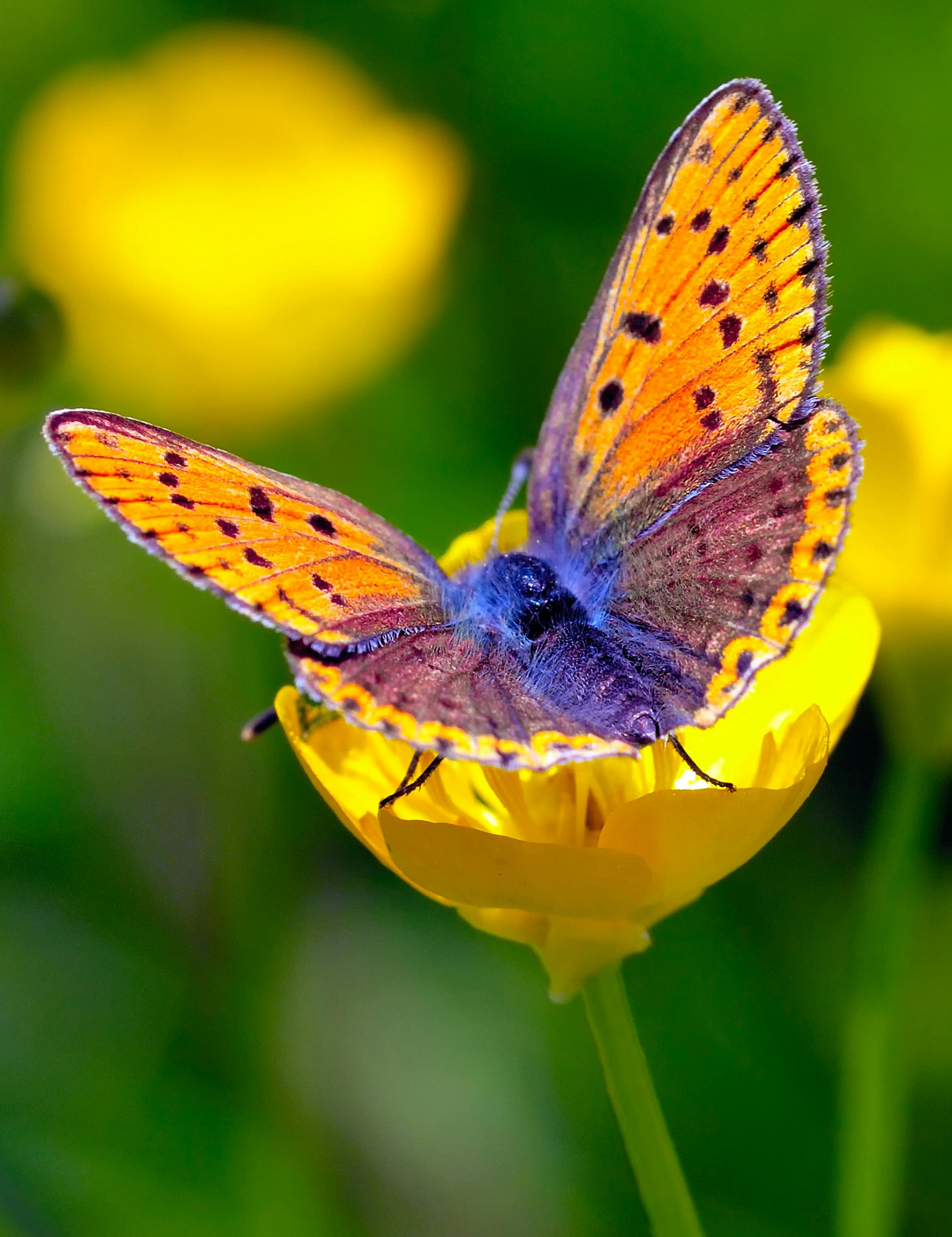 Flutter Dev Photos, Download The BEST Free Flutter Dev Stock Photos ...