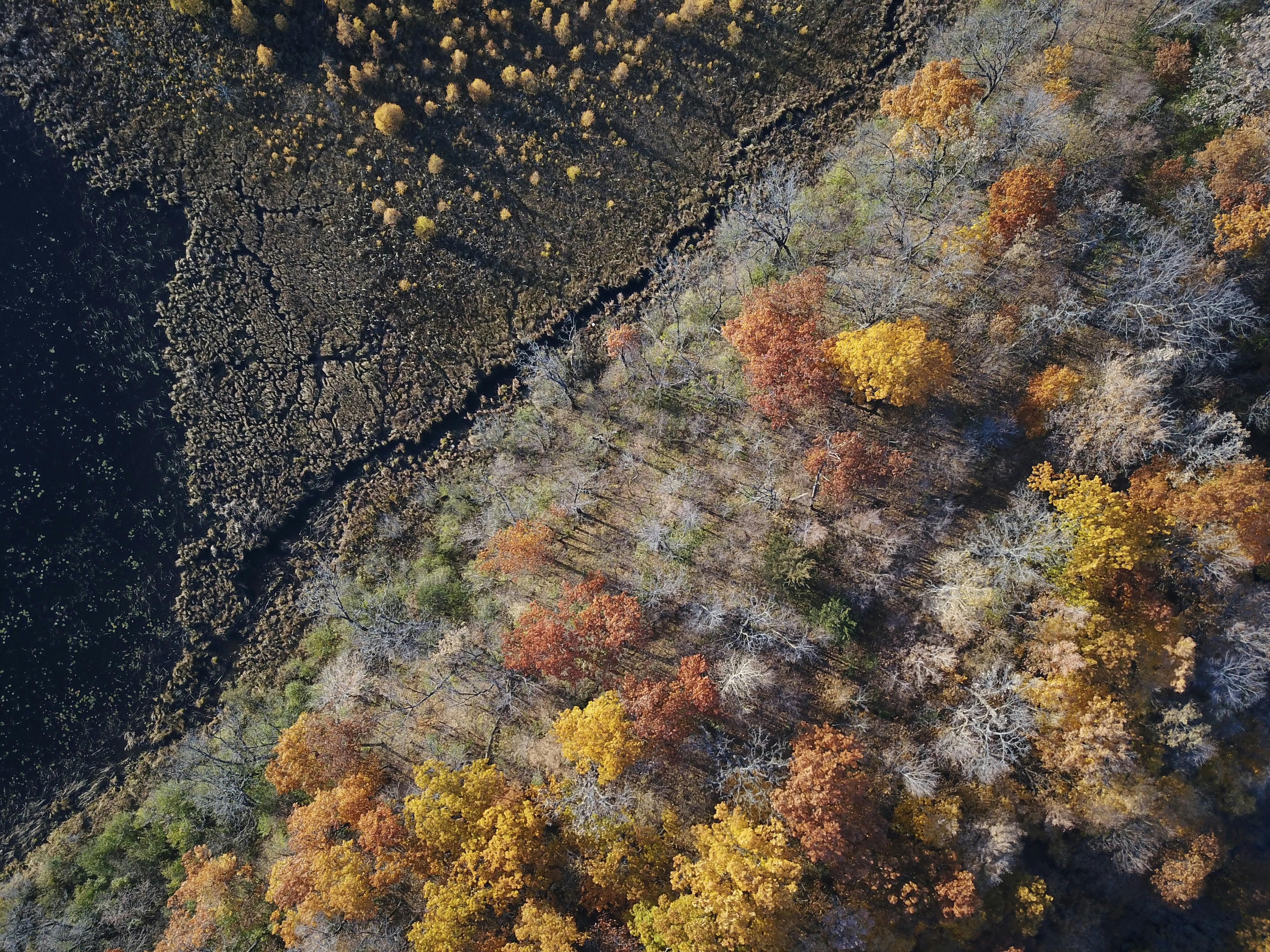 Aerial View of Vibrant Autumn Forest Landscape · Free Stock Photo