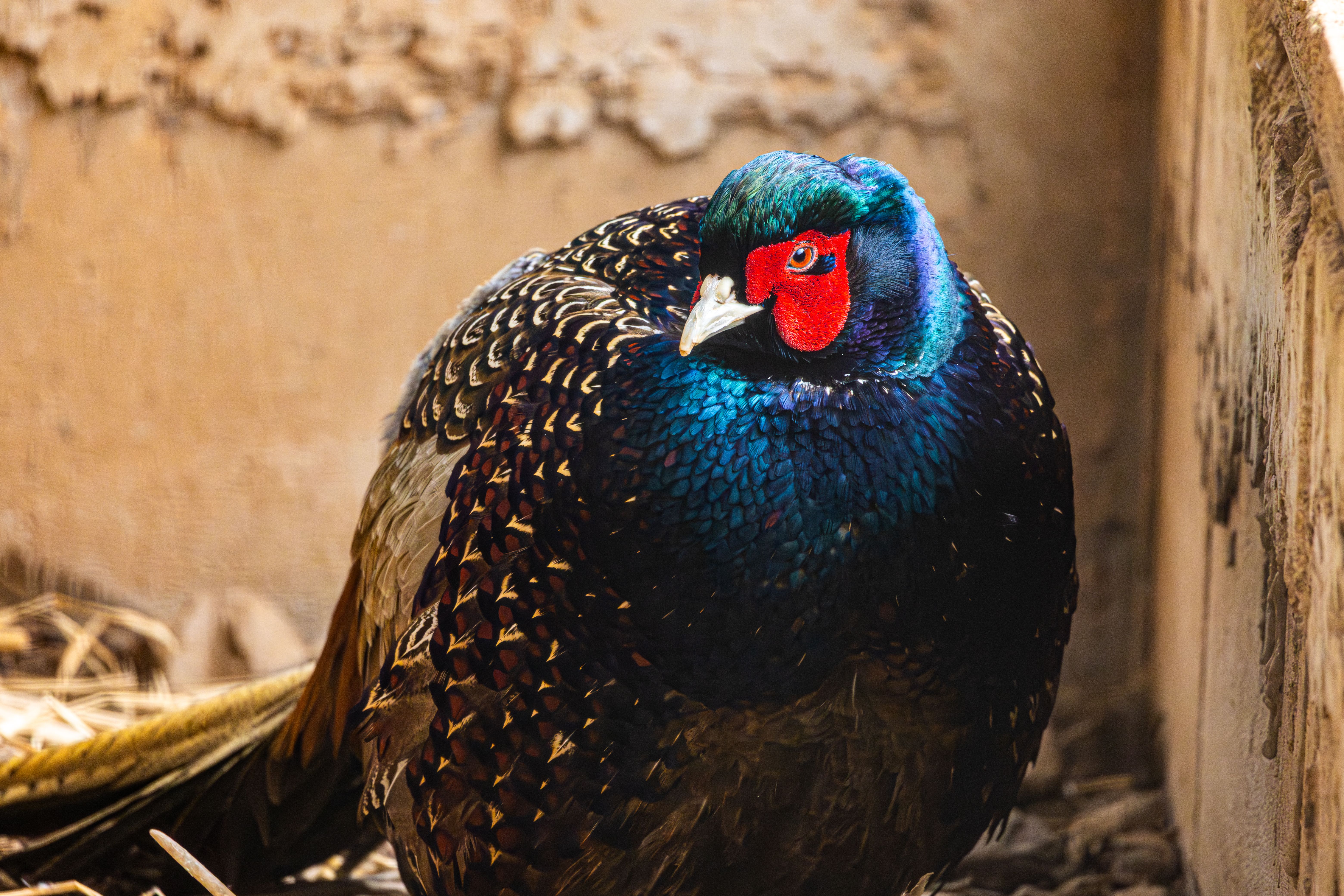 Close-up of Vibrant Male Pheasant in Habitat · Free Stock Photo