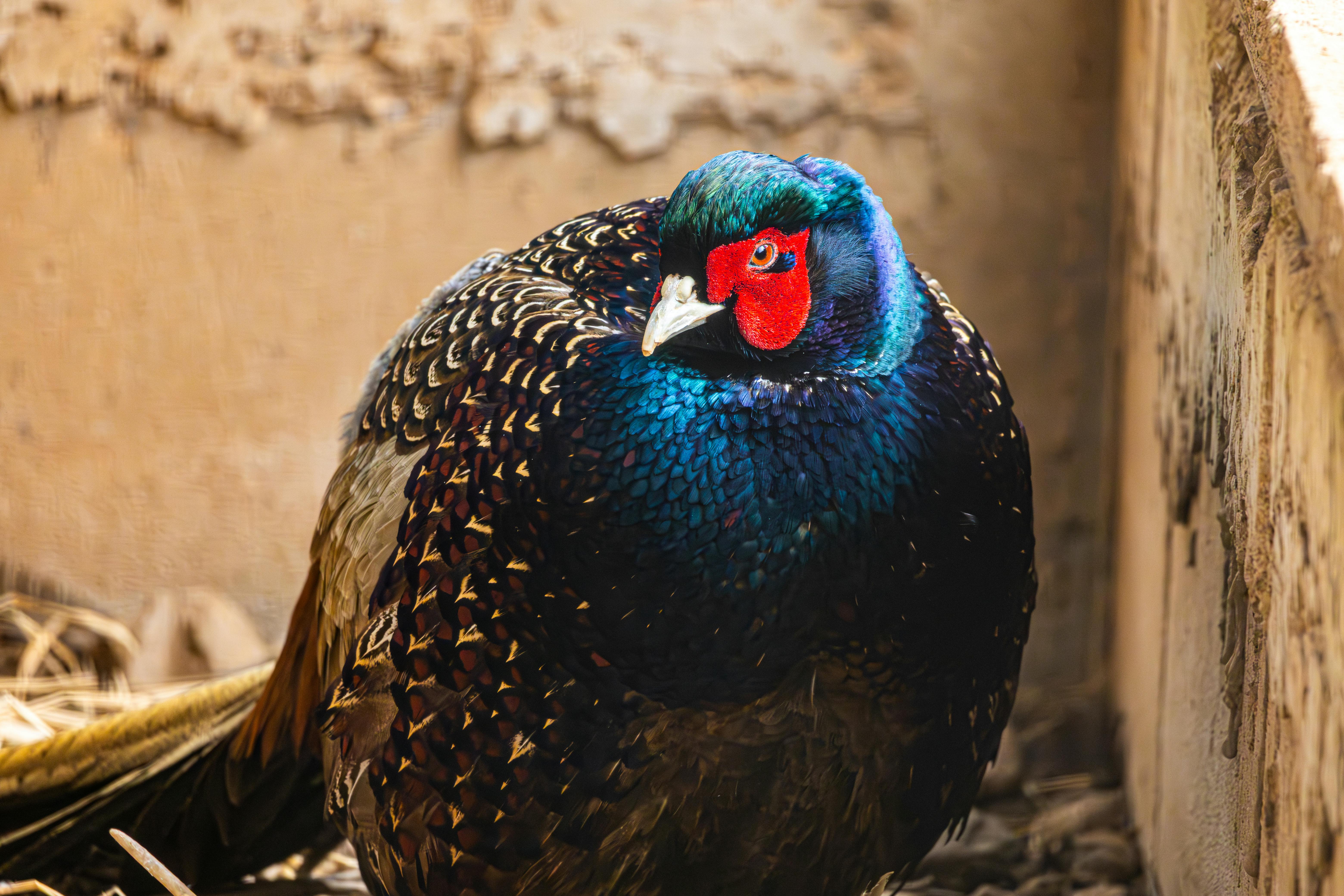Colorful Pheasant with Vibrant Plumage · Free Stock Photo