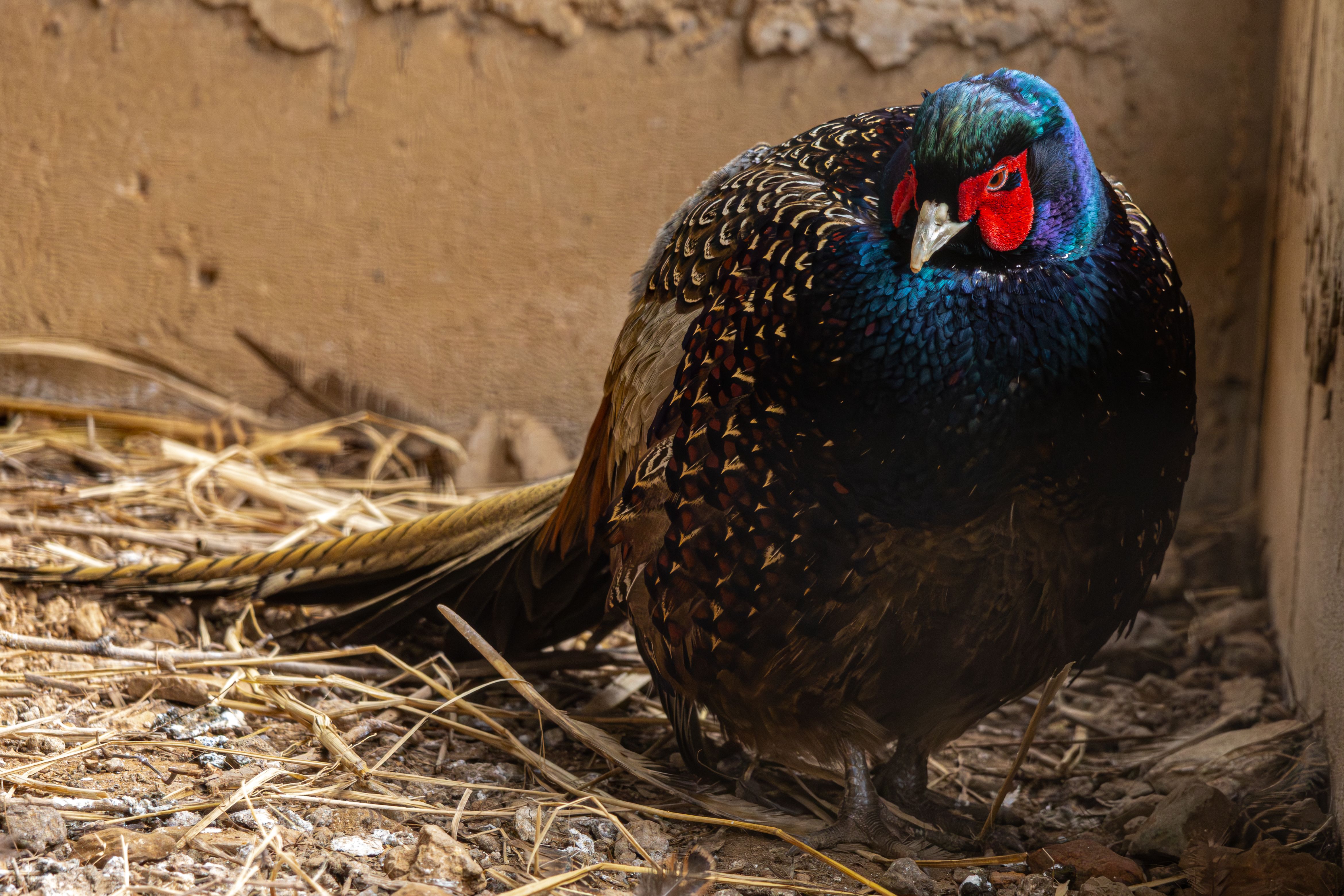 Game Bird Hunting Photos, Download The BEST Free Game Bird Hunting ...