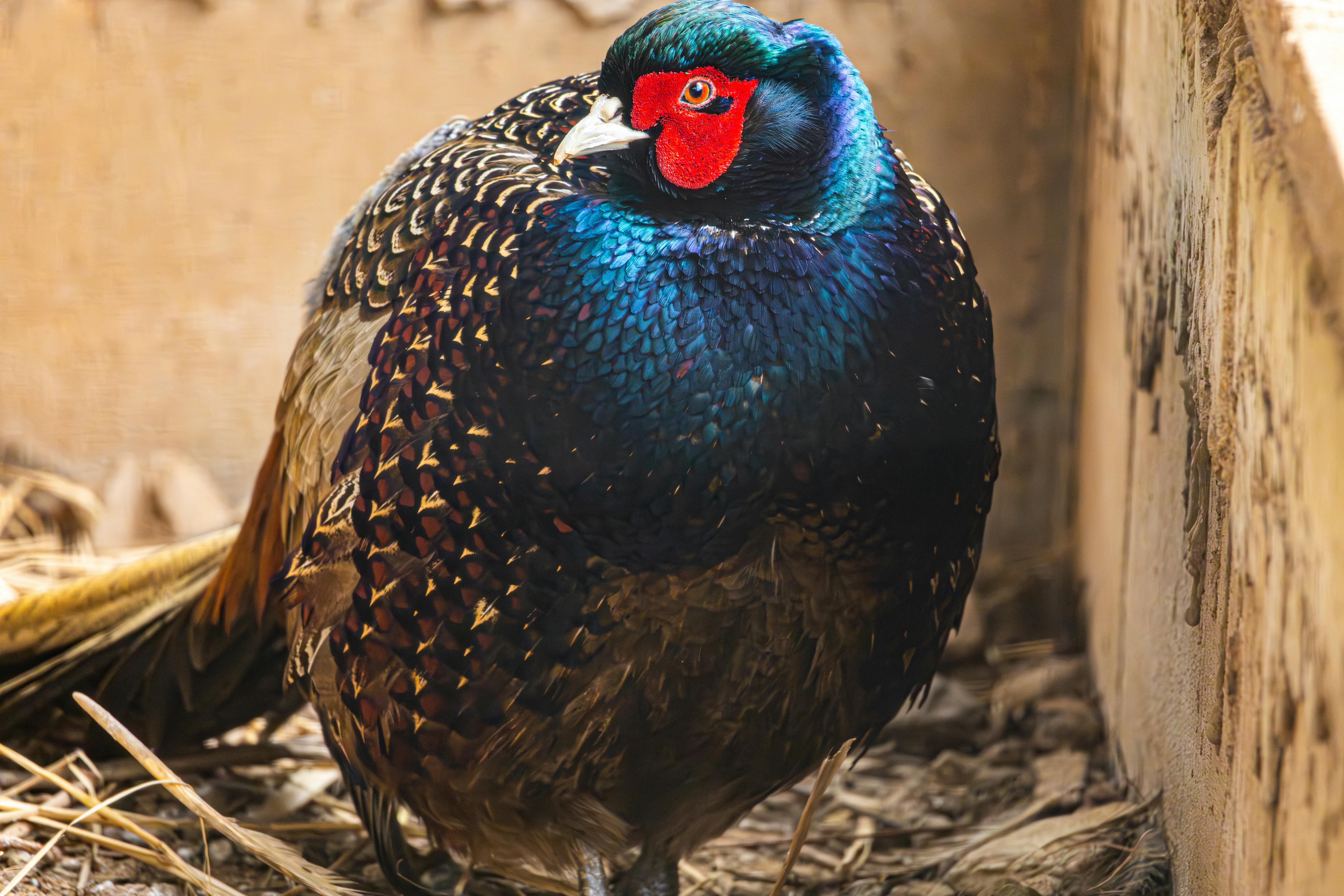 Close-up of a Vibrant Male Pheasant in Enclosure · Free Stock Photo