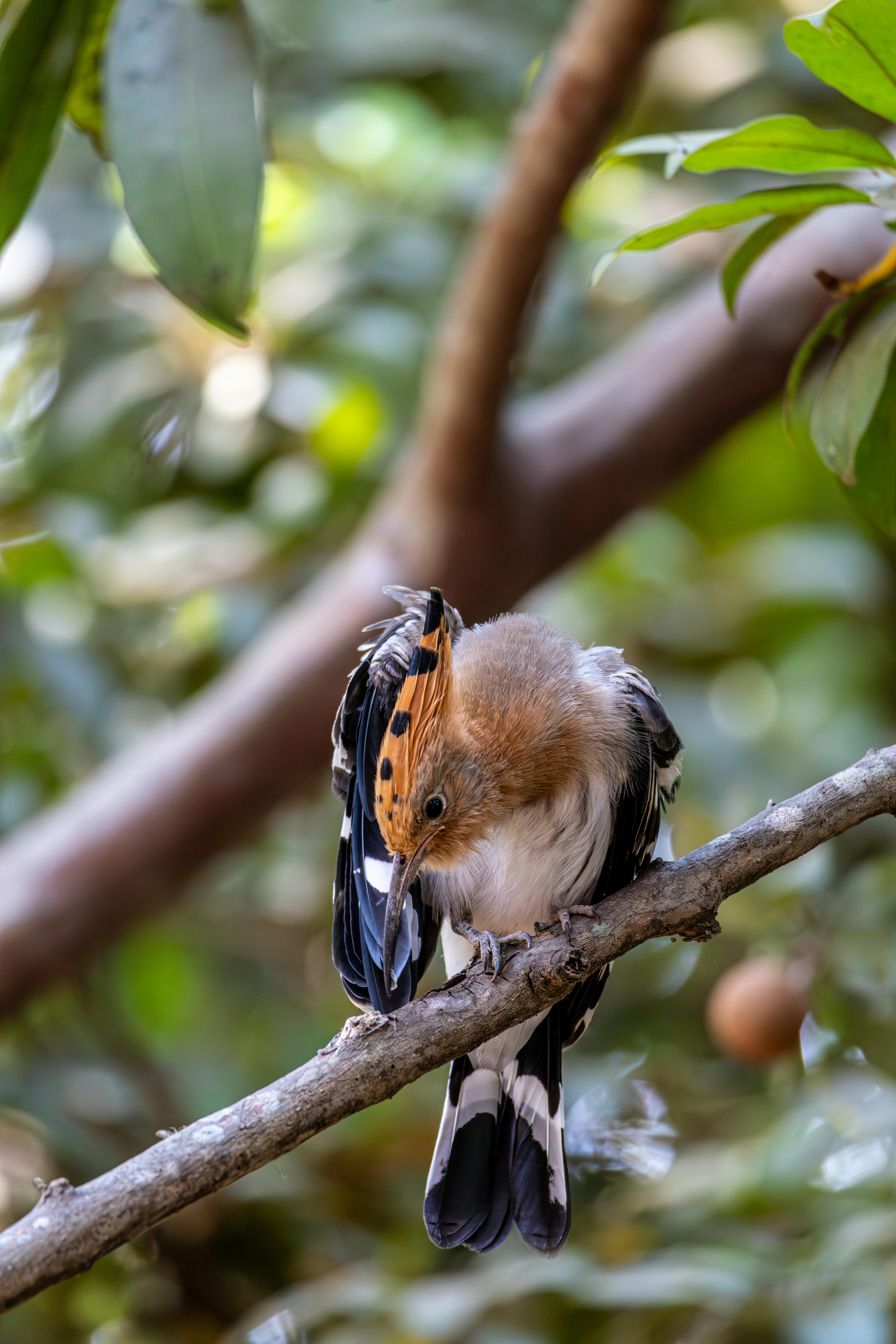 Sticks In Jungle Photos, Download The BEST Free Sticks In Jungle Stock ...