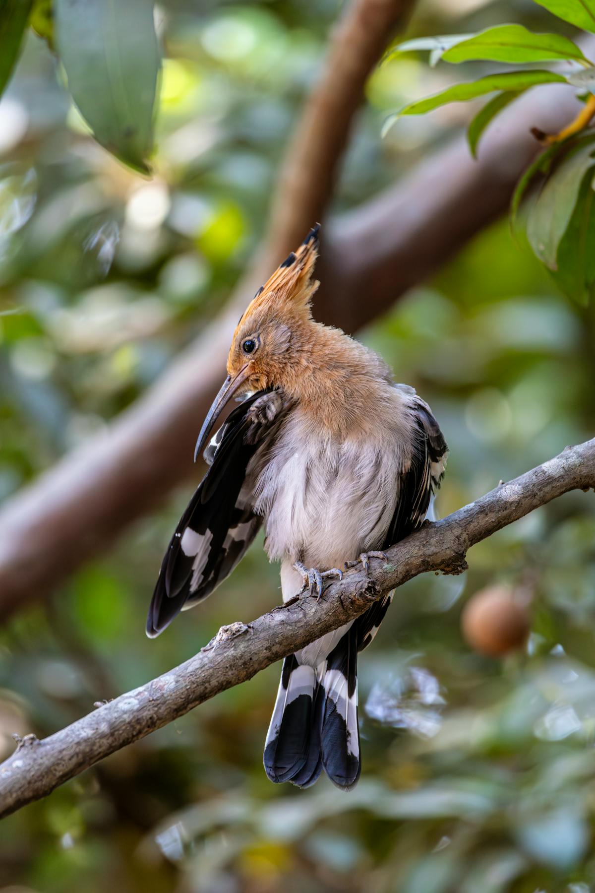 Baj Bird Photos, Download The BEST Free Baj Bird Stock Photos & HD Images