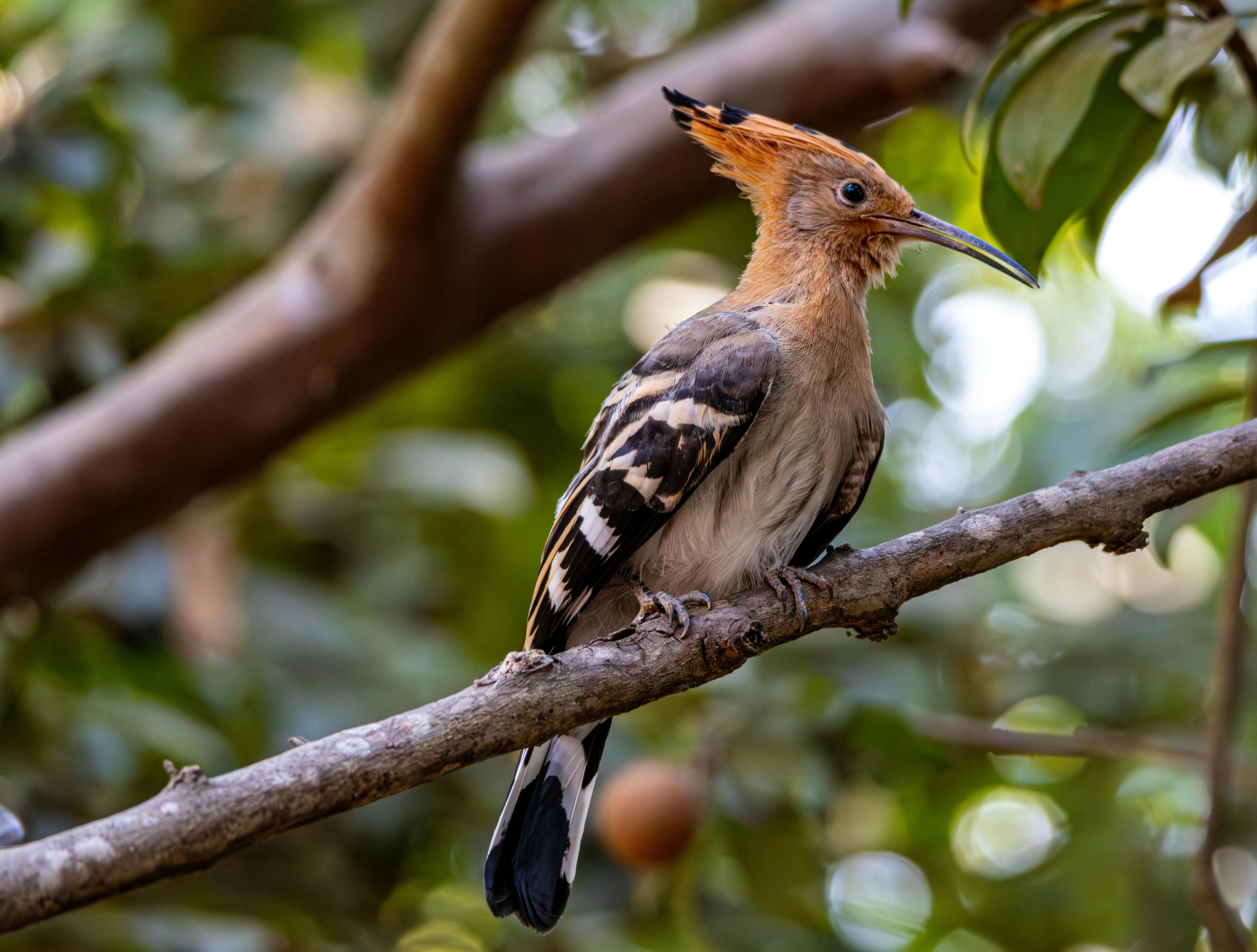 Close-up of Eurasian Hoopoe Bird on Tree Branch · Free Stock Photo