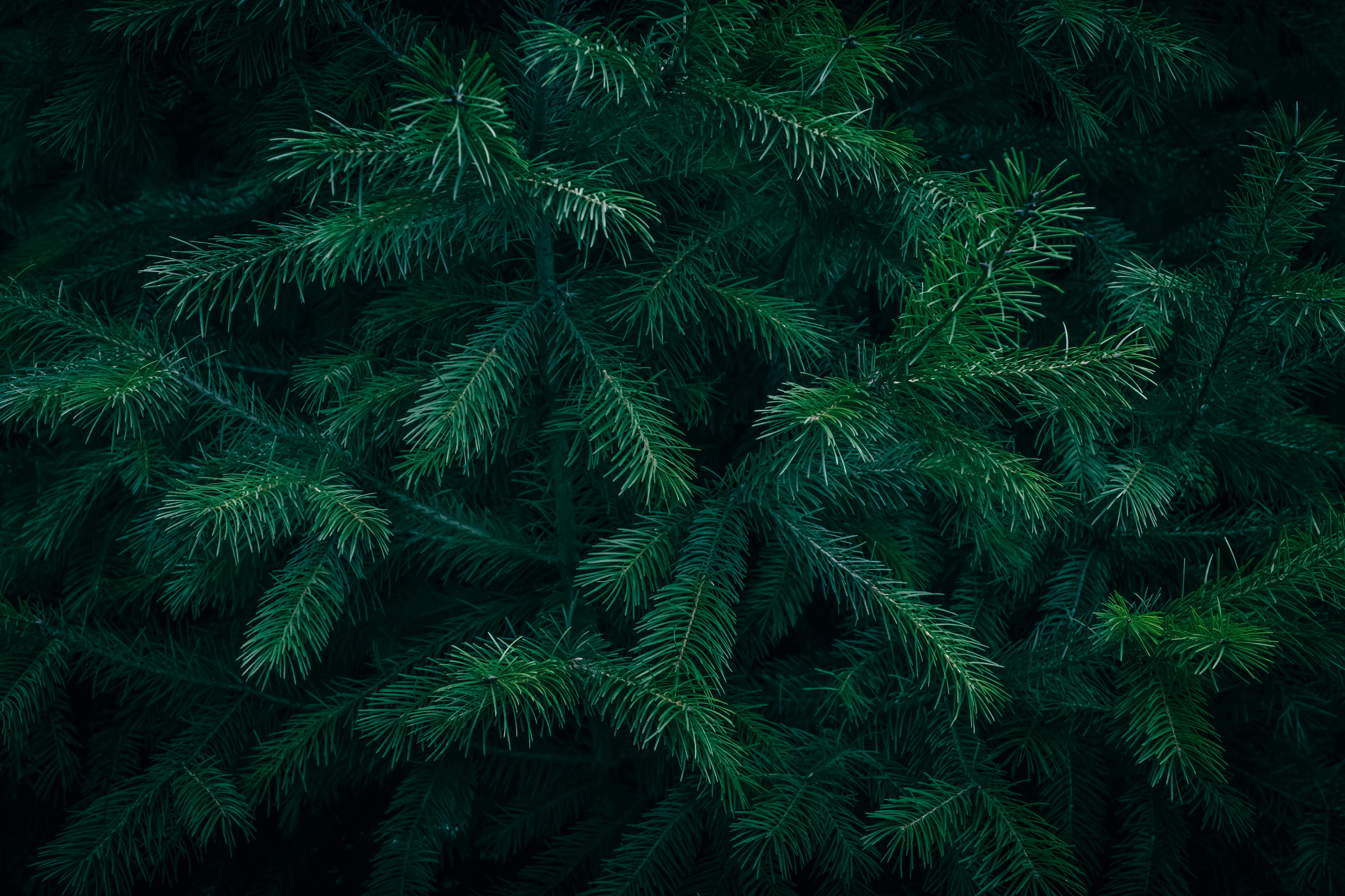 Close-Up of Lush Green Conifer Tree Needles · Free Stock Photo