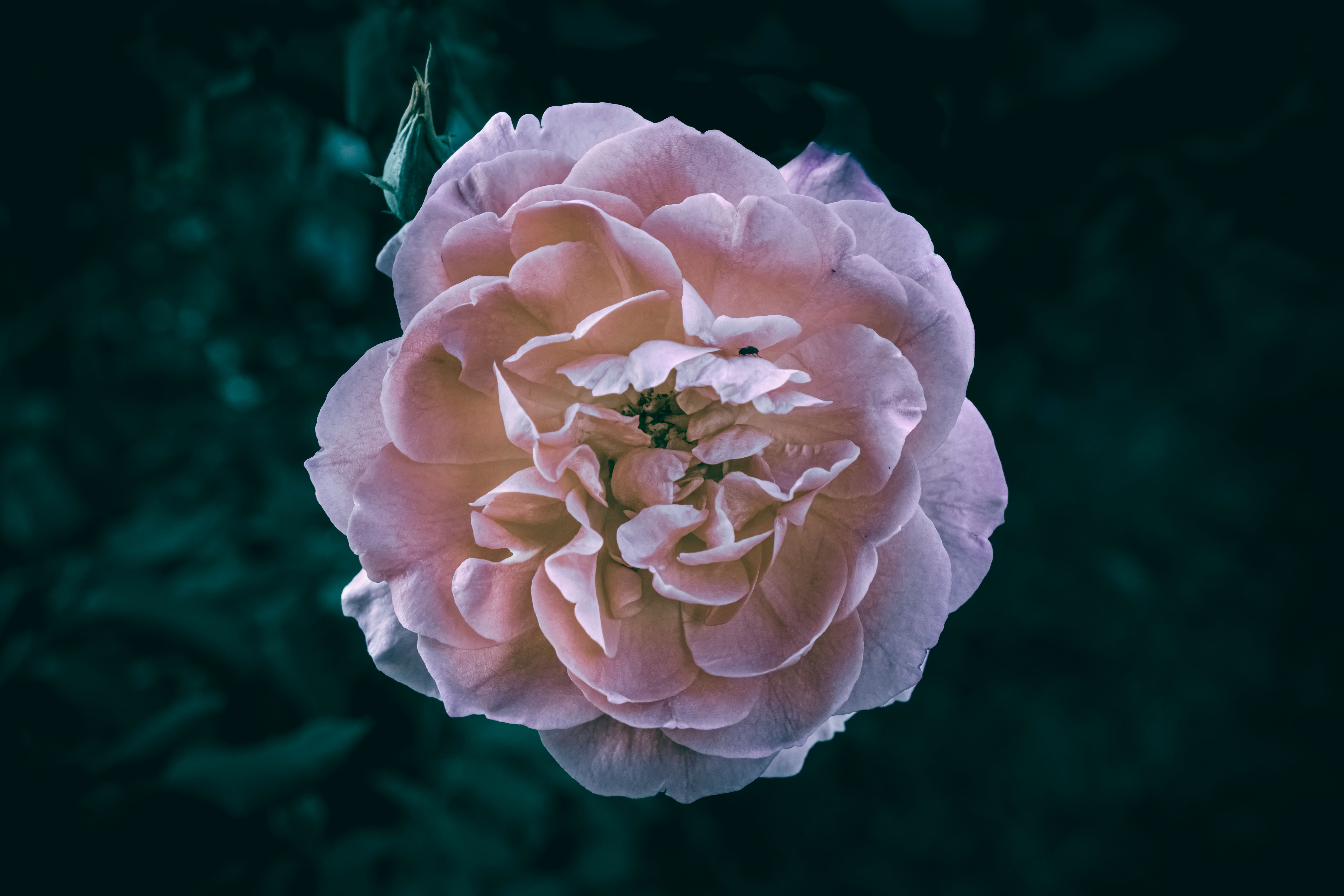 Close-up of a Pink and White Rose in Bloom · Free Stock Photo