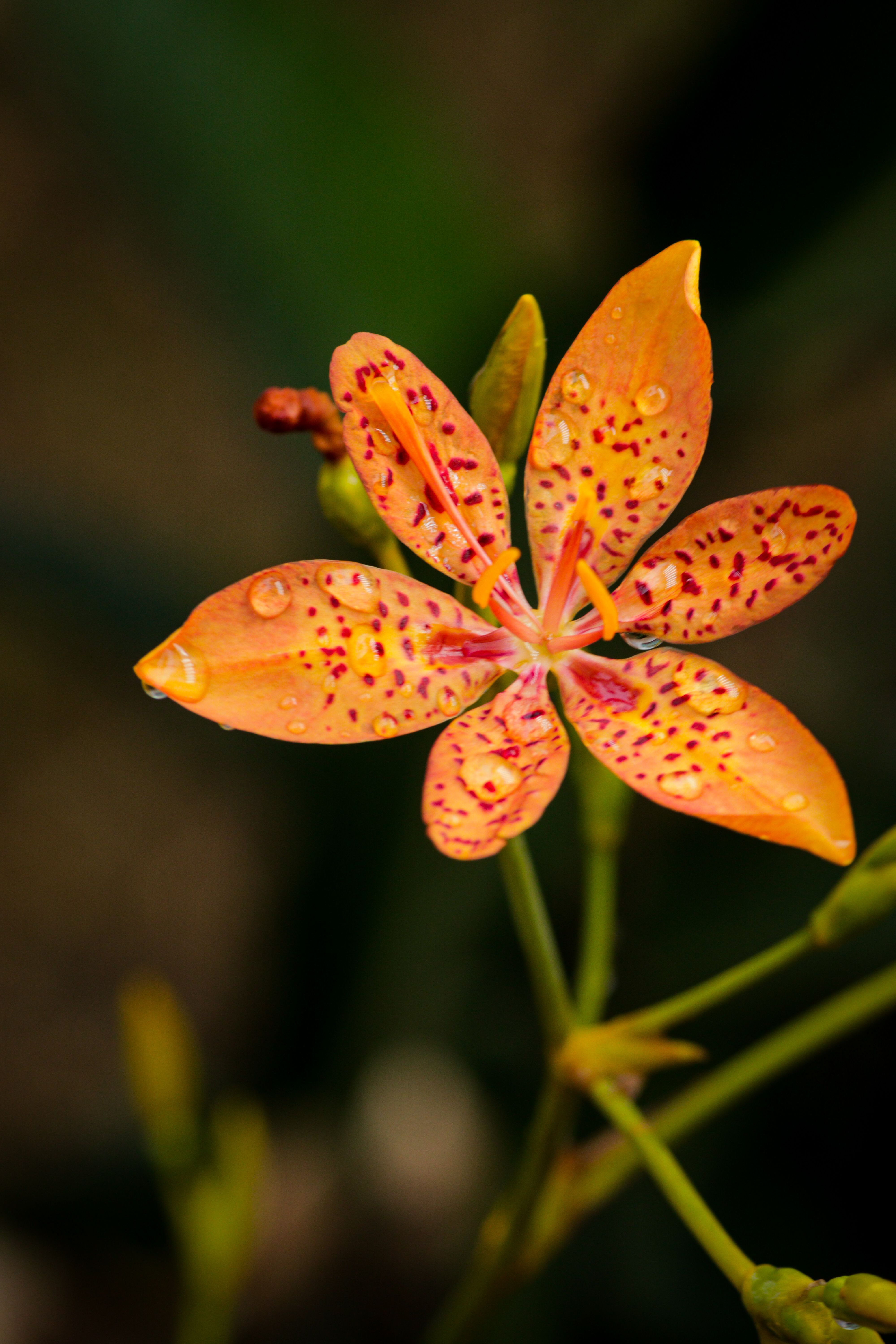 Stunning Leopard Lily with Dew Drops in Focus · Free Stock Photo